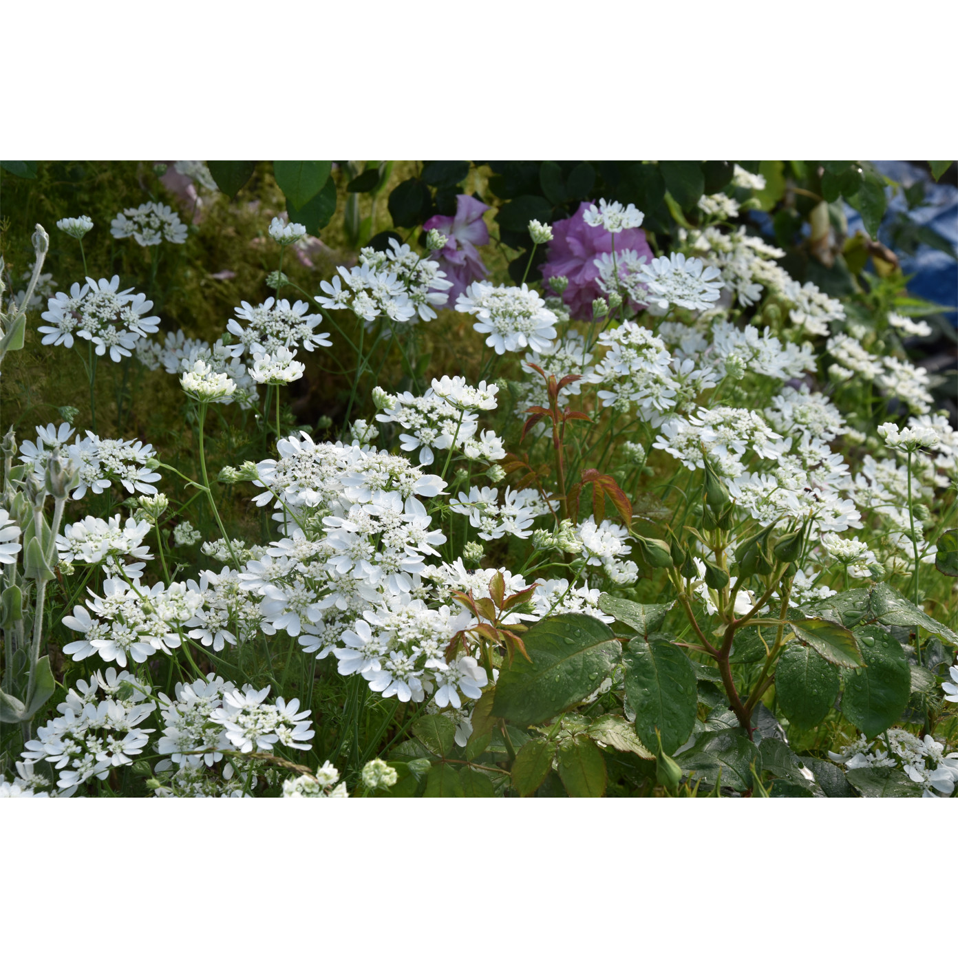 Orlaya grandiflora - Large-flowered Orlaya - Annual of dry ground, with ...