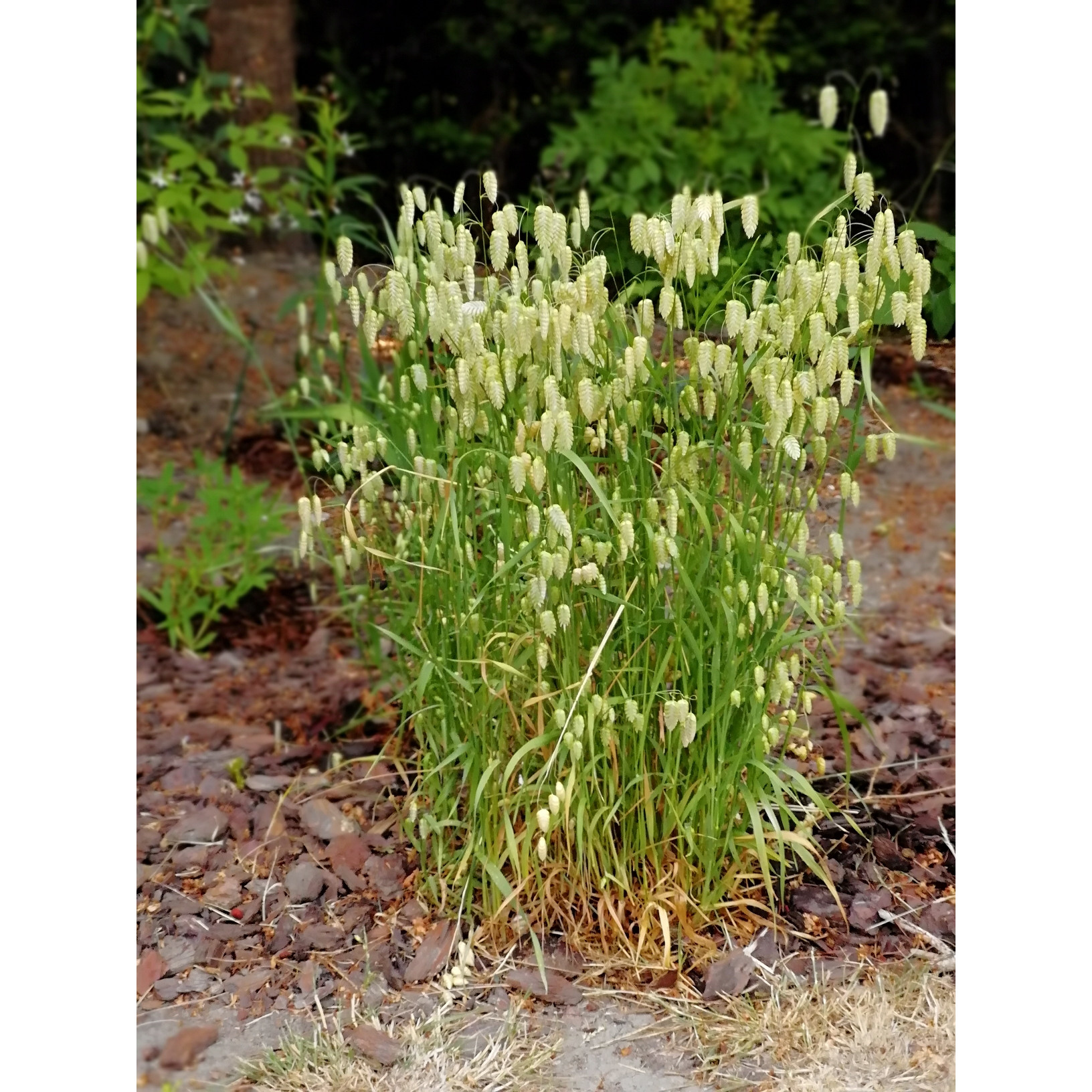 Briza maxima - Great quaking grass - Annual grass with pale spikelets.