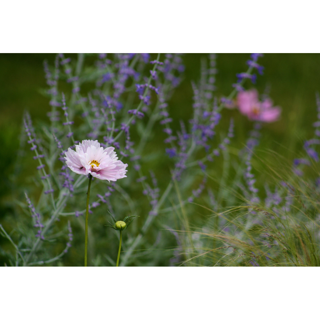 Cosmos Cupcakes White Seeds - Cosmos bipinnatus
