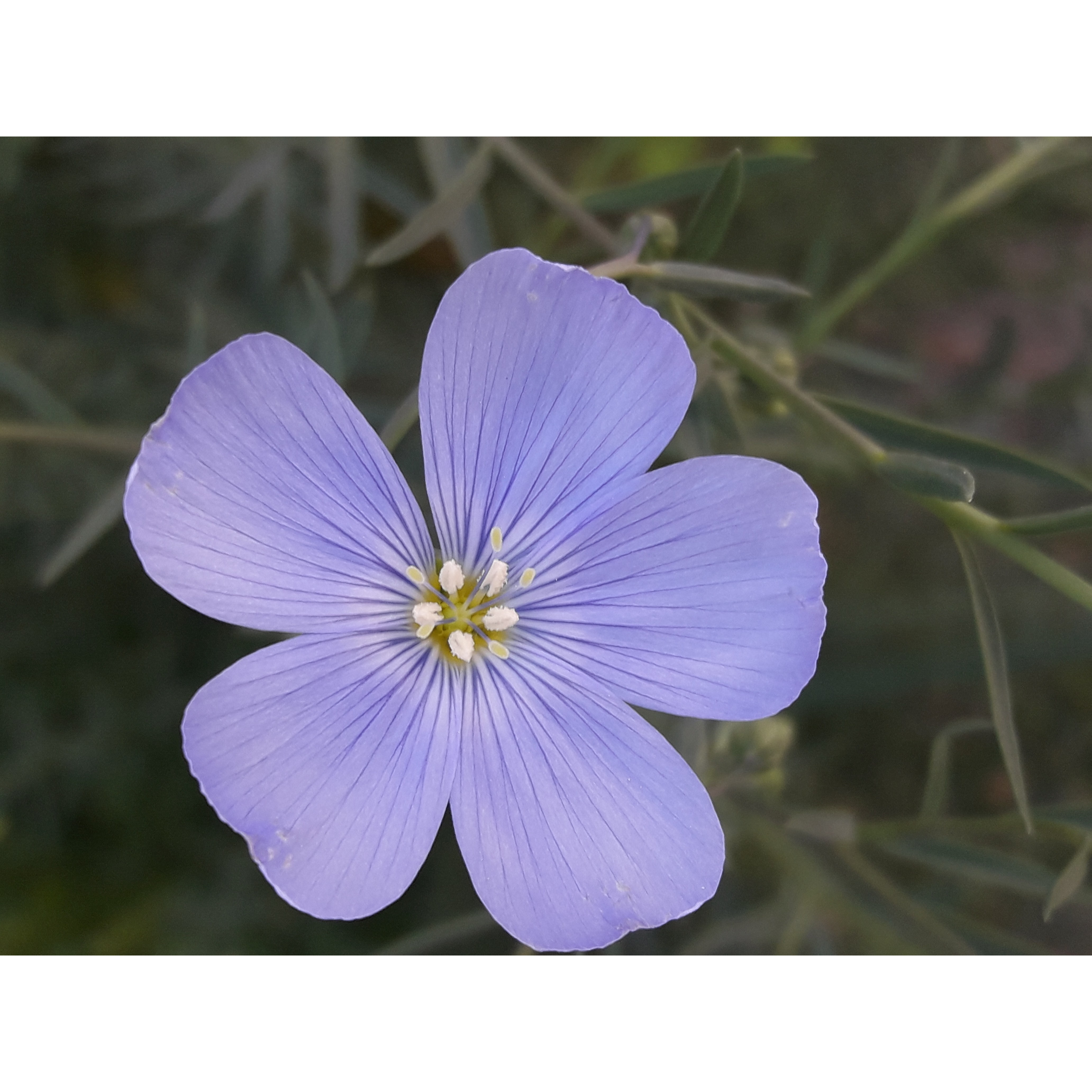 Linum Blue Dress - seeds - An annual plant with soft blue flowers witha ...