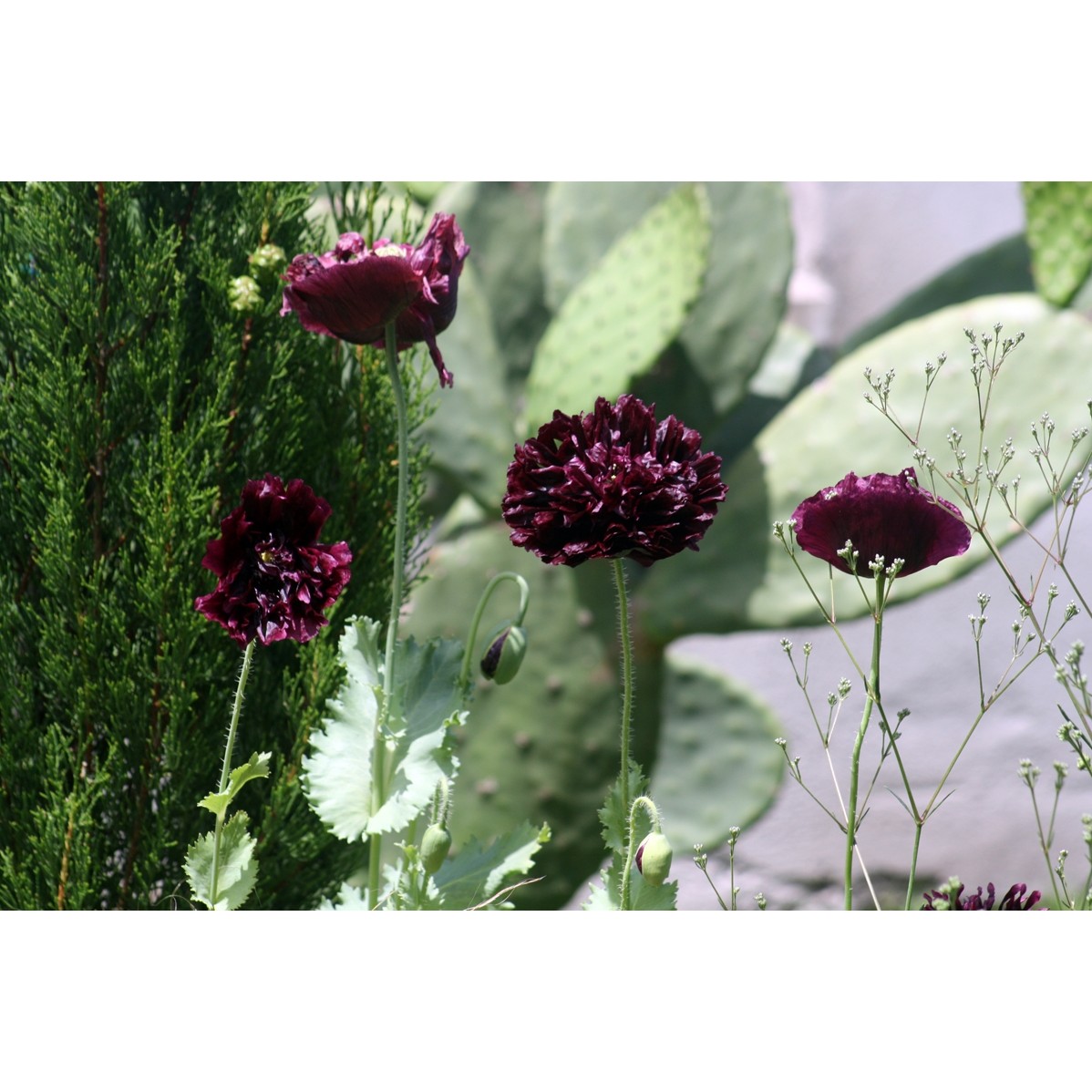 Papaver somniferum Black Peony - Opium Poppy - Paeony Flowered Poppy ...