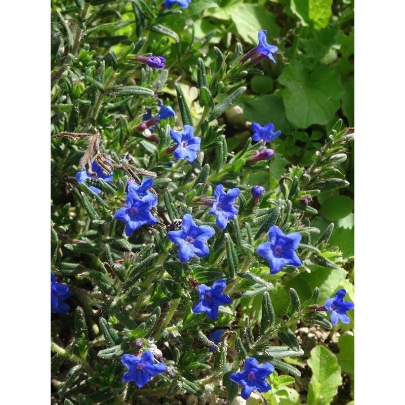 Lithodora diffusa Heavenly Blue - Gromwell - Perennial shrub with blue ...