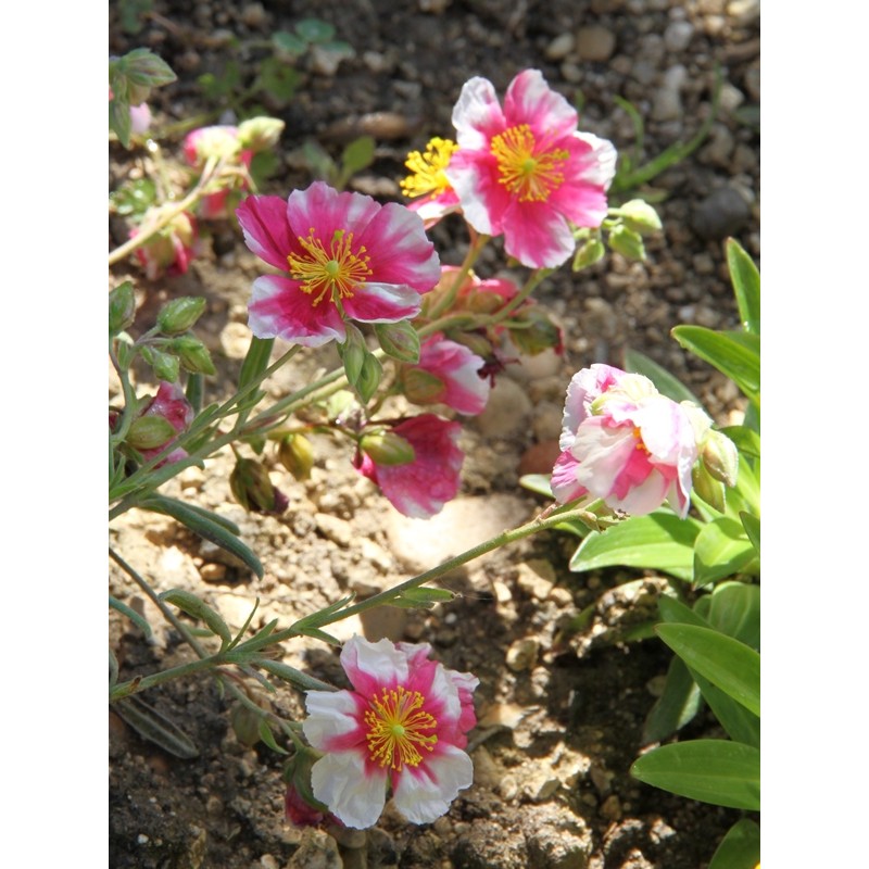 Helianthemum 'Raspberry Ripple' - White and pink flowered rock rose.