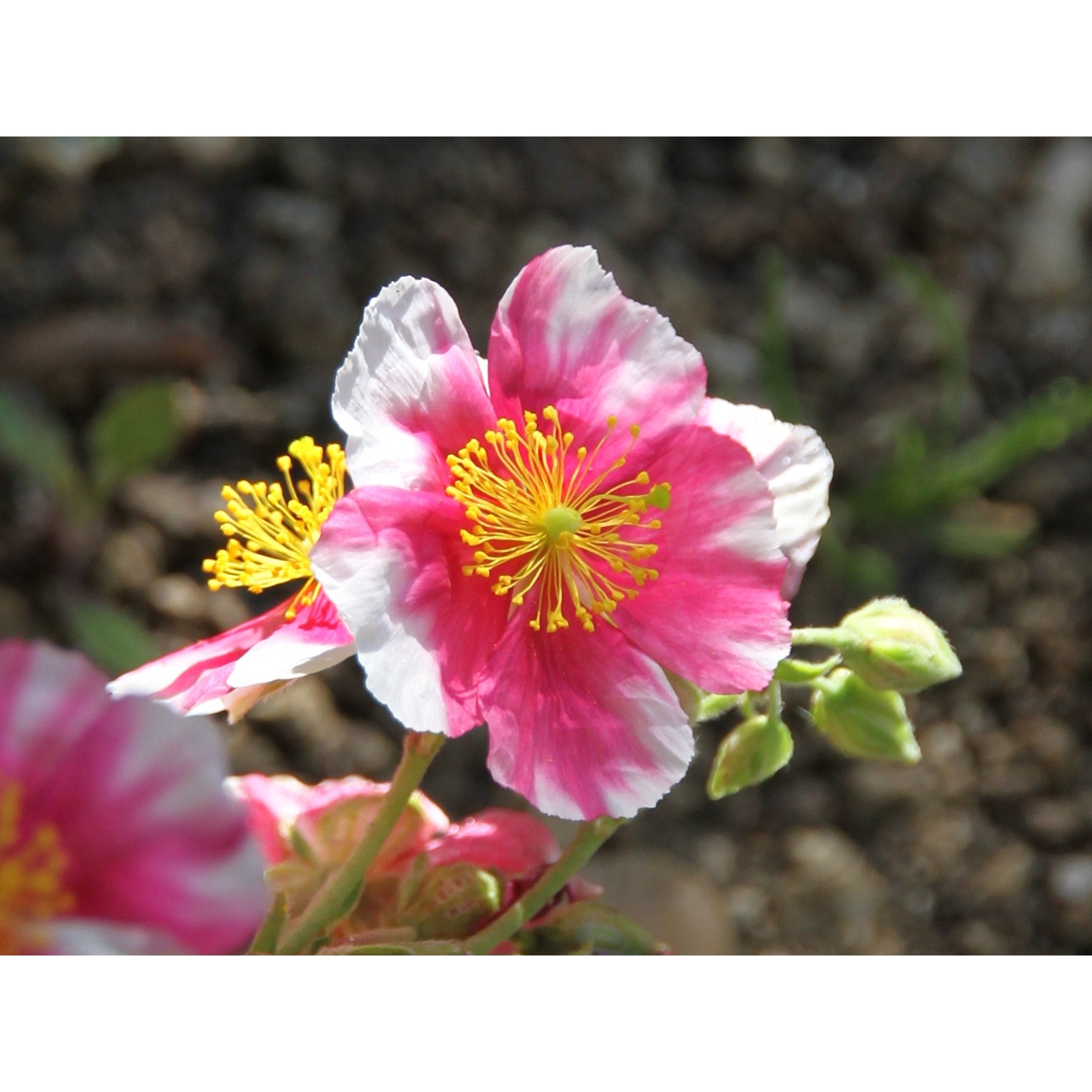 Helianthemum 'Raspberry Ripple' - White and pink flowered rock rose.