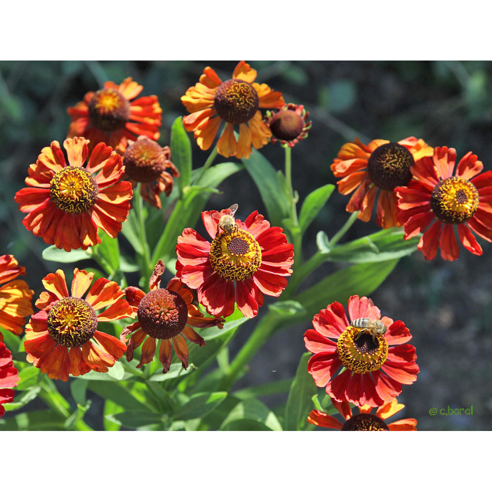 Helenium Kupferzwerg - Copper Helen's flower - Abundant flowering in ...