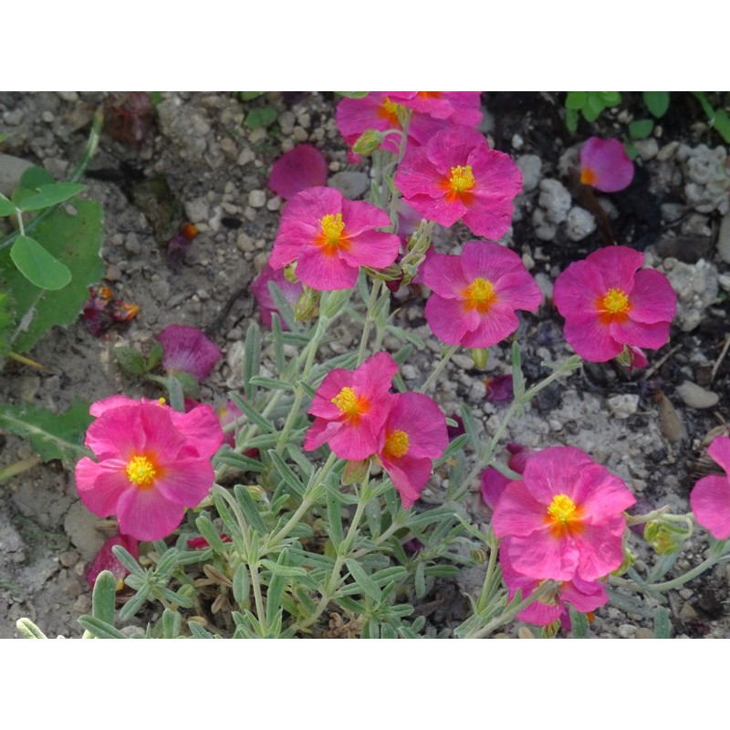 Helianthemum Ben Hope - Rockrose with carmine pink flowers