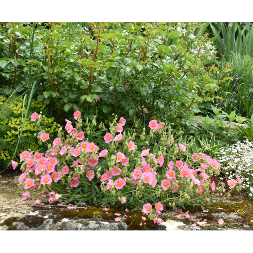 Helianthemum Lawrenson's Pink - Pink and yellow Rockrose