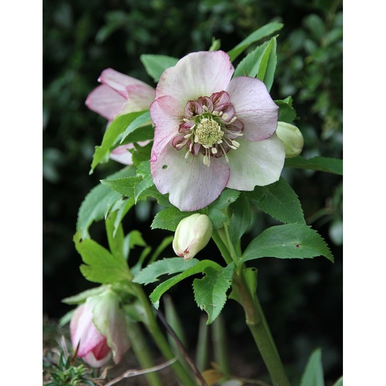 Helleborus x hybridus Anemone Picotee - Christmas Rose with mauve-pink ...