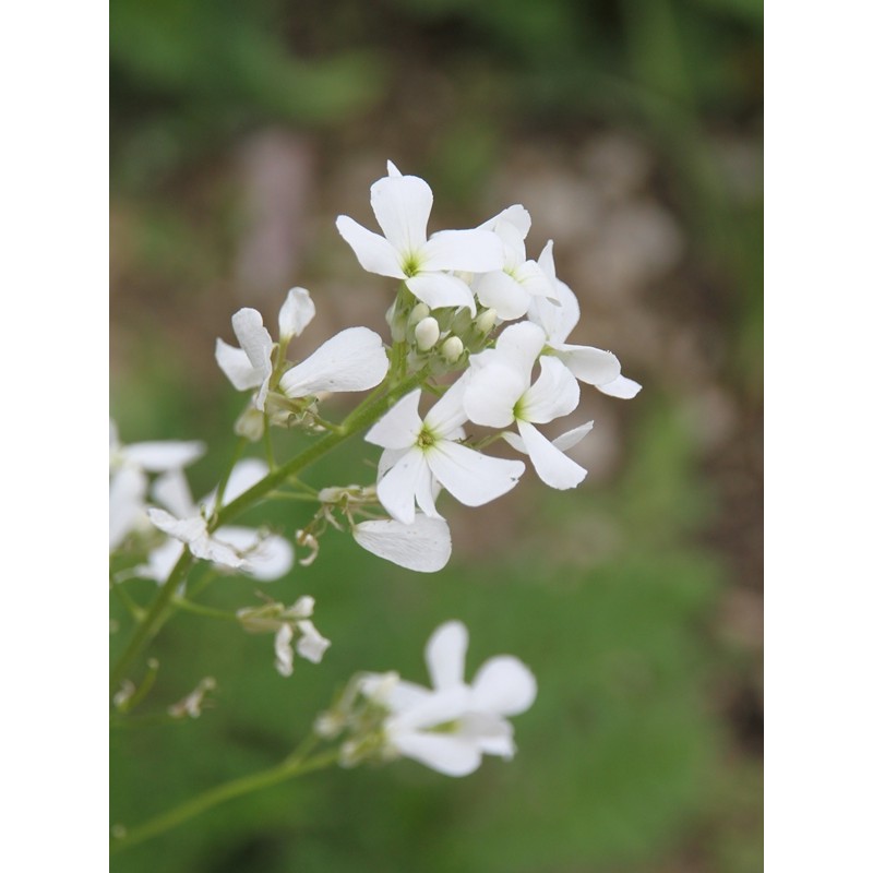 Hesperis matronalis Alba - White-Flowered Dame's Violet - Very fragrant ...