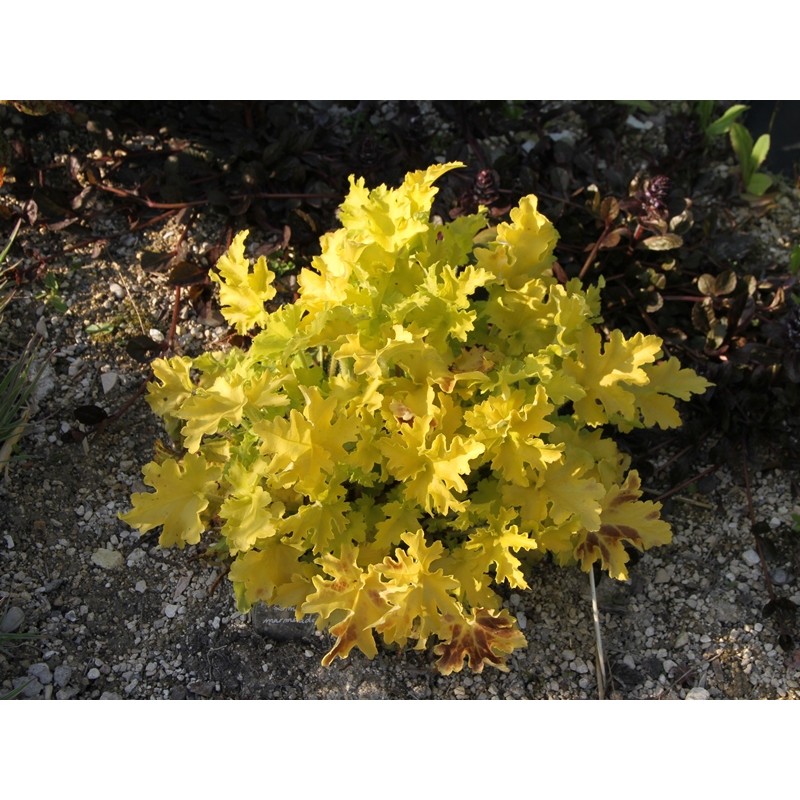 Heuchera 'Lime Marmalade' - Heuchera - Vigorous, with crisped foliage ...
