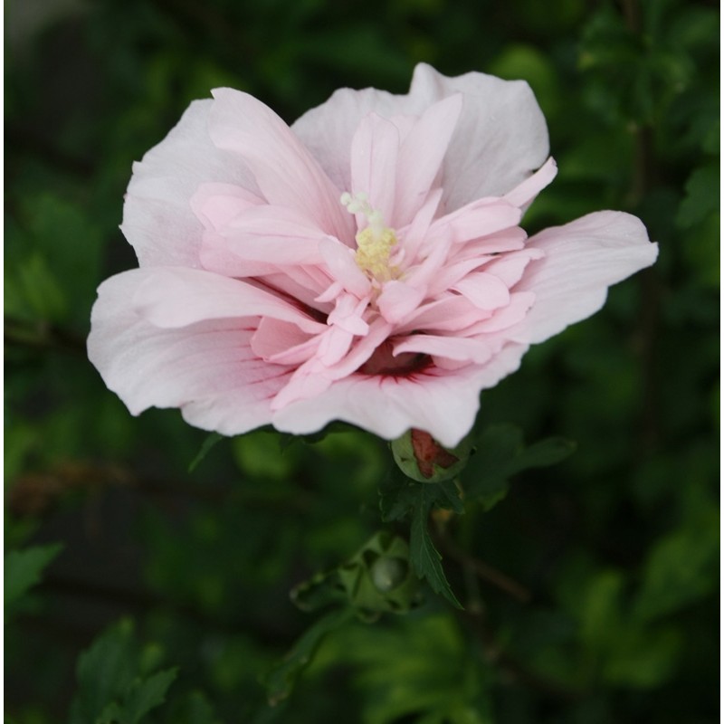 Hibiscus syriacus Pink Chiffon - Pink Chiffon Syrian rose mallow with ...