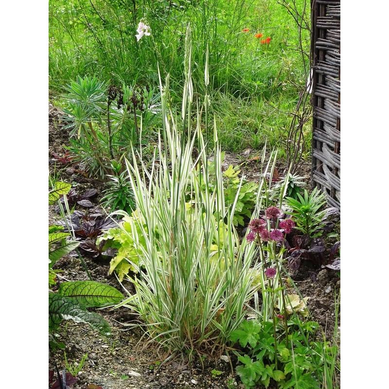 Holcus mollis Albovariegatus - A variegated grass with white and green ...