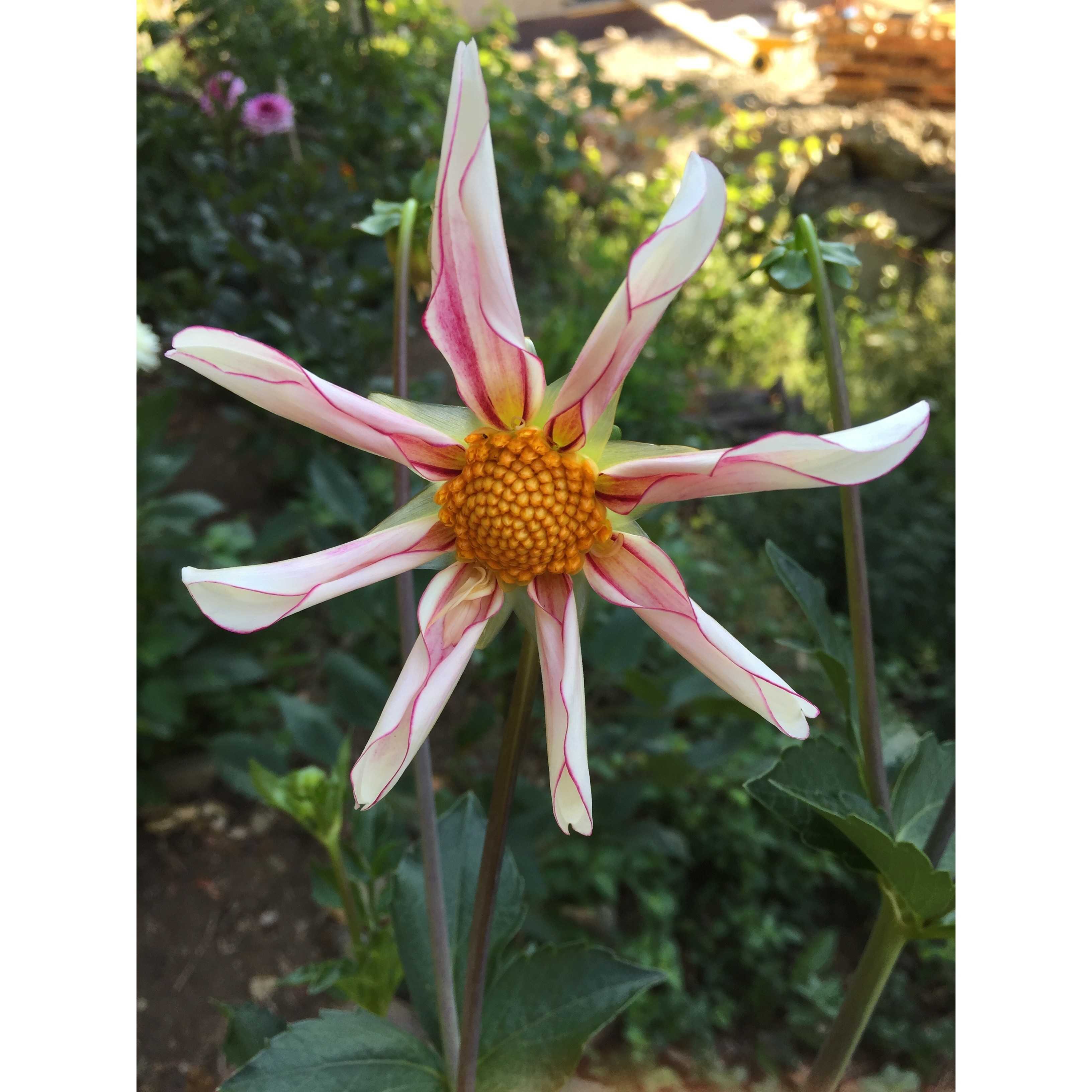 The Honka Fragile Dahlia - Star-shaped flowers with an elegant and ...