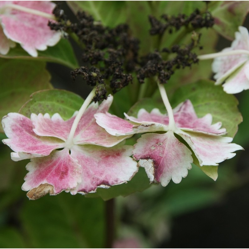 Hydrangea macrophylla 'Koria' - Spreading Hydrangea with pure white ...