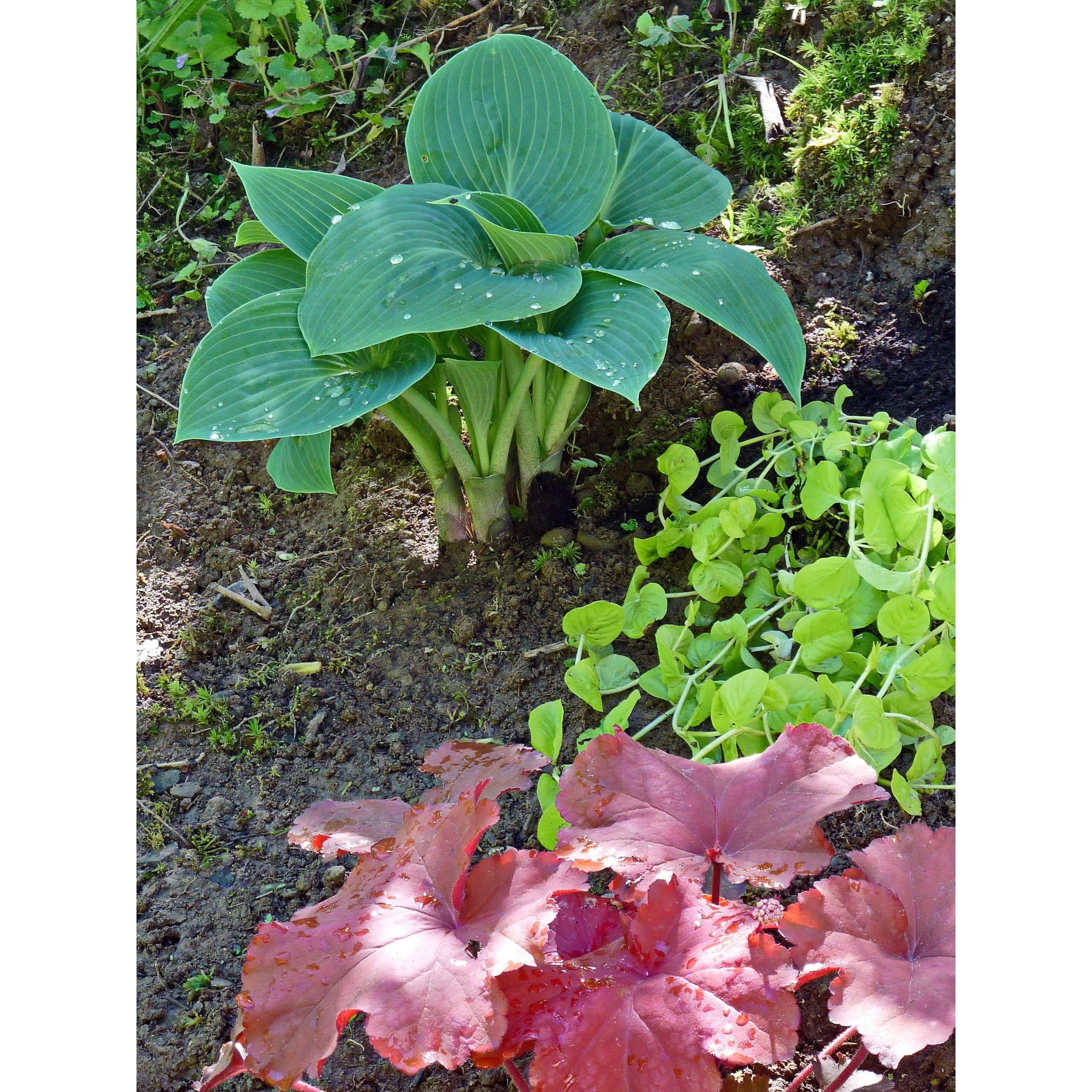 Hosta tardiana Halcyon - Blue Hosta - A highly renowned variety
