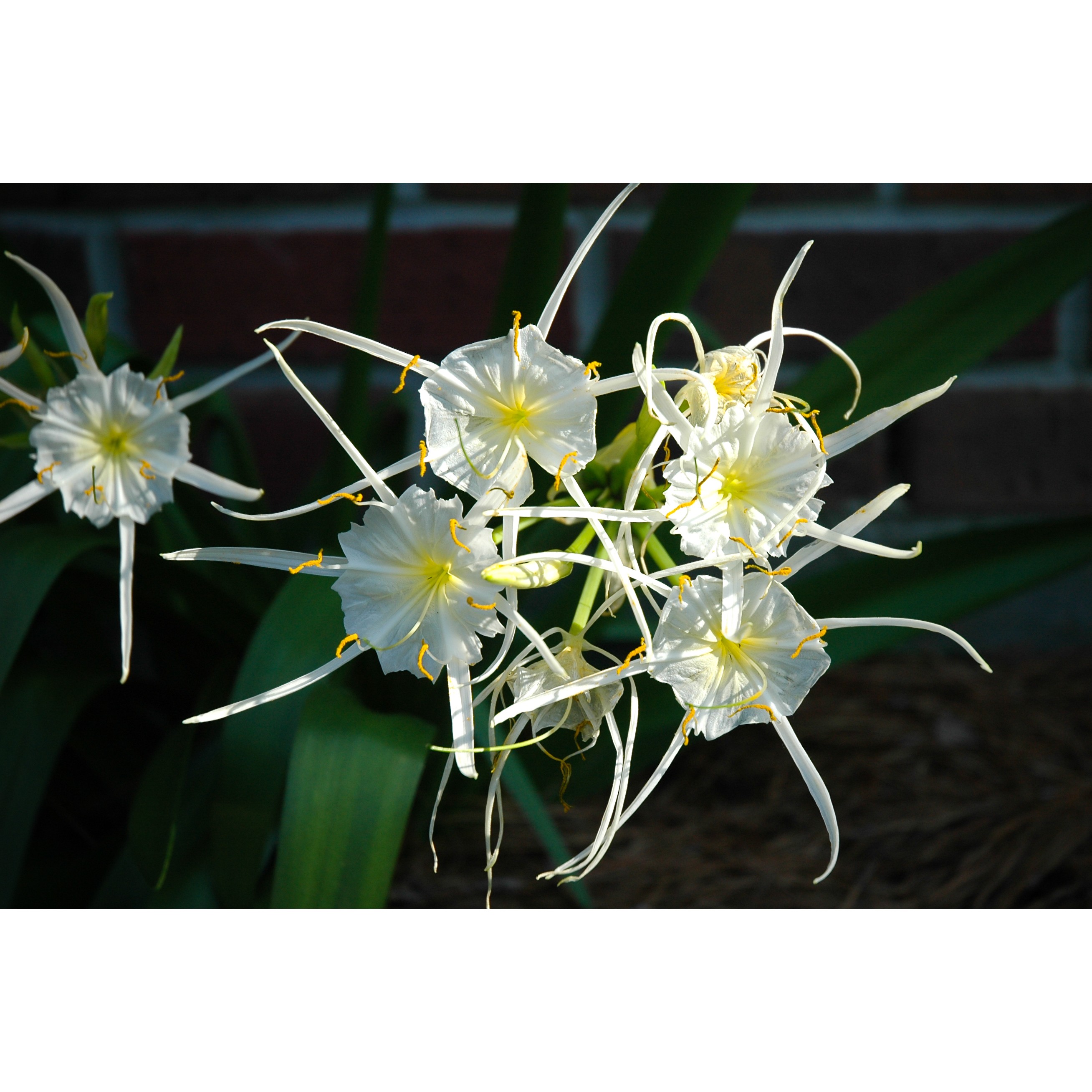 Ismene festalis - Hymenocallis - White Spider Lily - A frost-tender ...