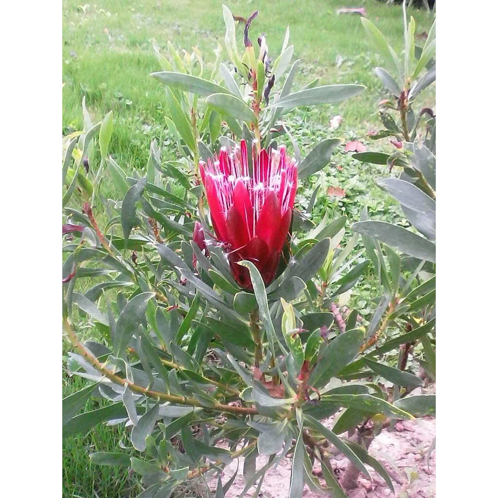 Protea Clark's Red - Hybrid Protea, an exotic shrub with bluish foliage.