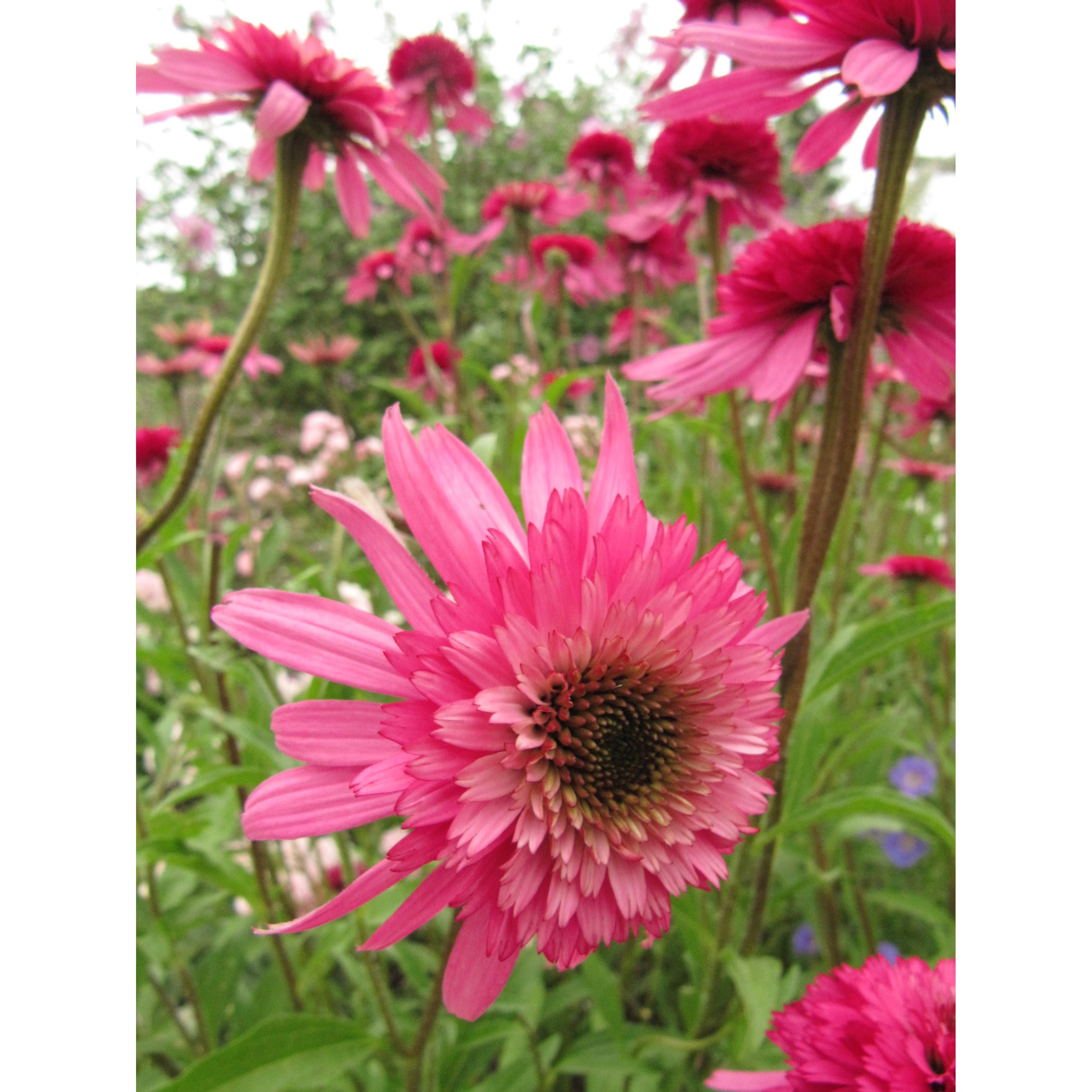 Echinacea purpurea Southern Belle - Purple cone flower with double ...