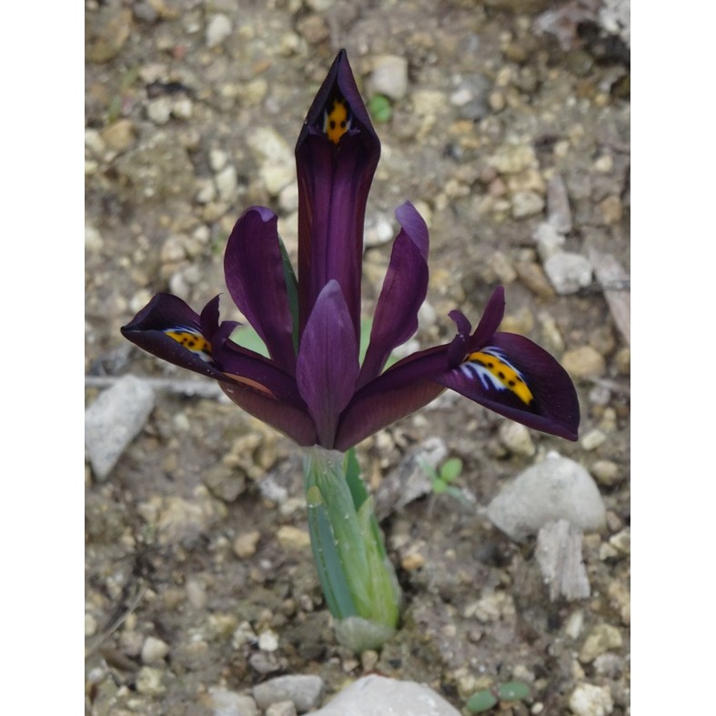 Iris reticulata Dijt - Reticulate Iris - Flowers as early as February ...