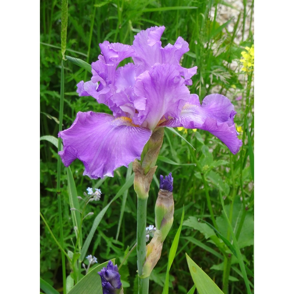 Iris Ruffled Goddess (TB) - Lavender-pink, fragrant bearded iris.
