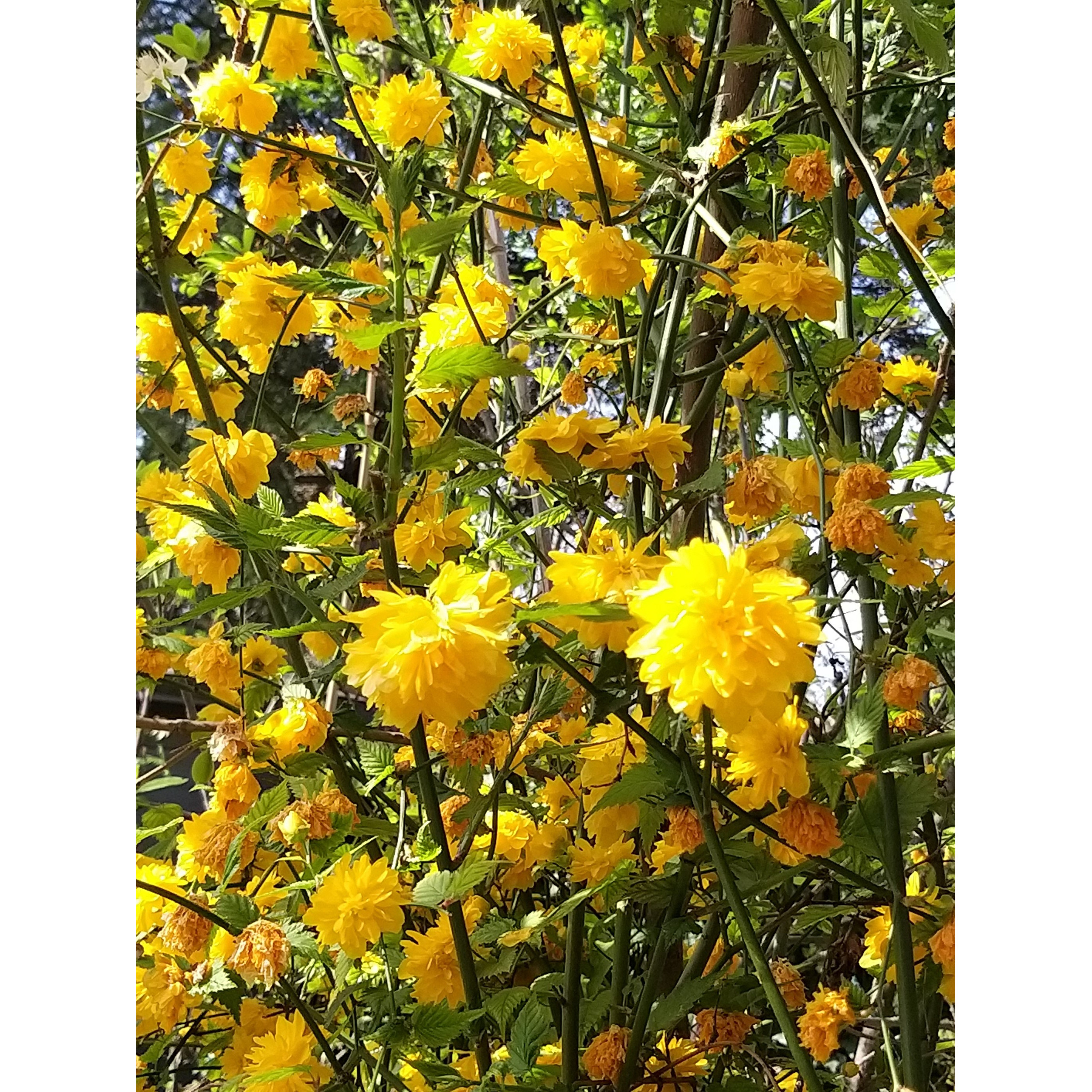 Kerria japonica Pleniflora - Japanese Kerria with double orange-yellow ...