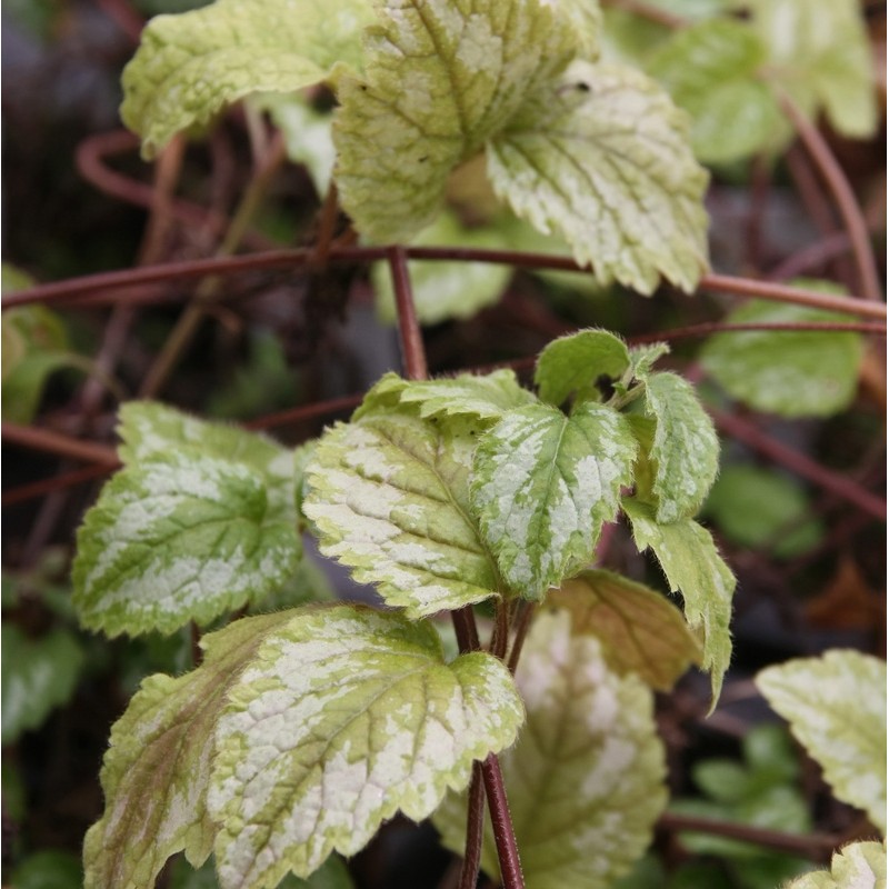 Lamium galeobdolon Florentinum - Yellow archangel - Perennial evergreen ...