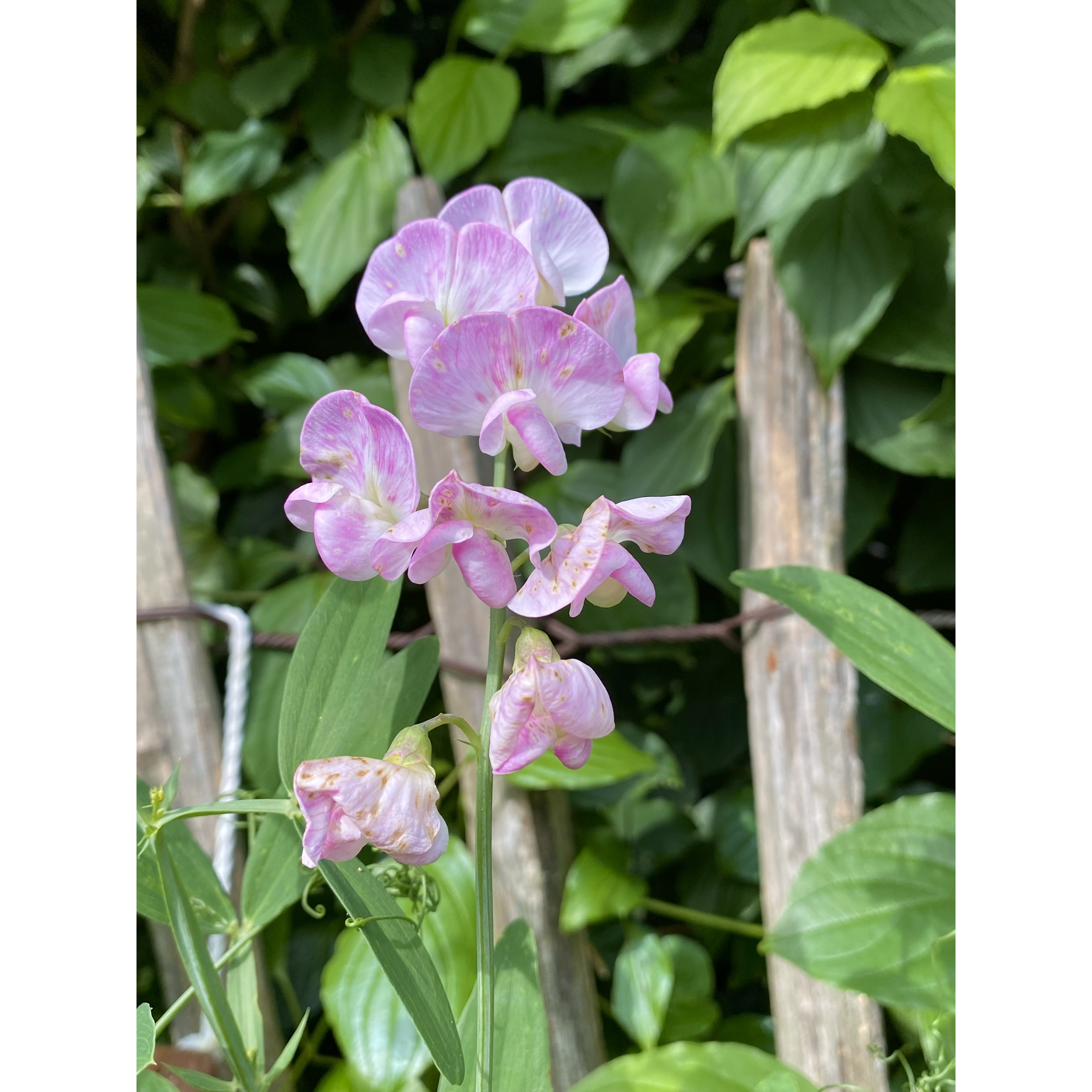 Pink Pearl Perennial Sweet Pea - Lathyrus latifolius