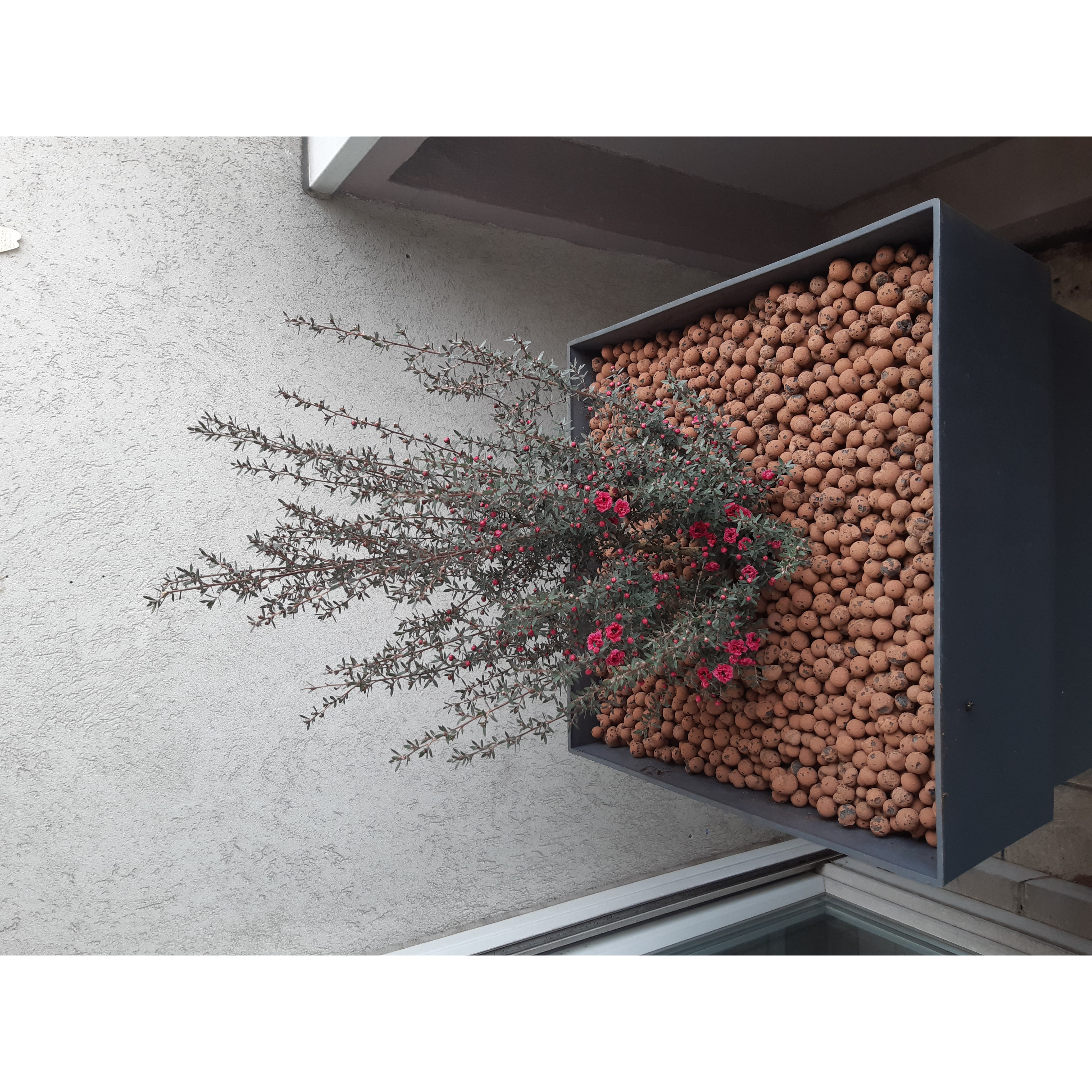Leptospermum scoparium Red Damask - Tea tree with brilliant red flowers