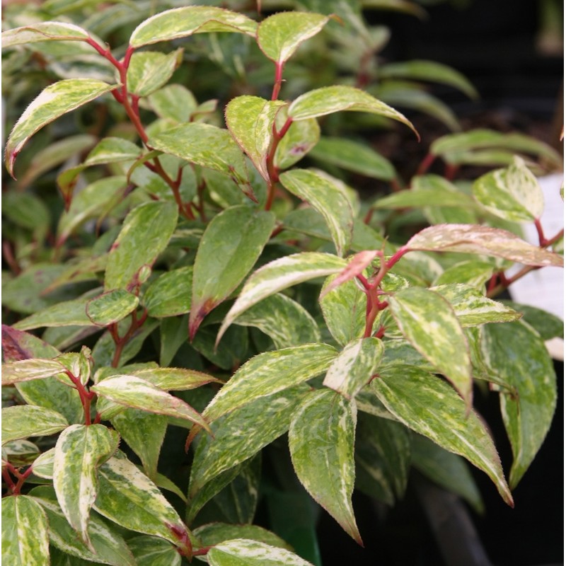 Leucothoe fontanesiana 'Makijaz' - Pearl flower with speckled green ...