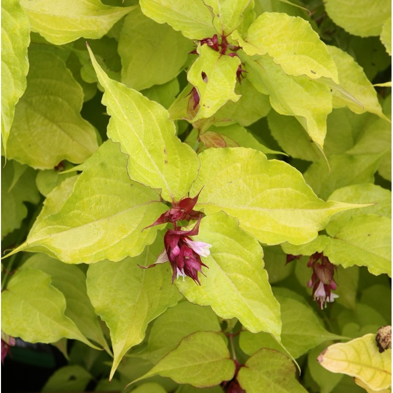 Leycesteria formosa 'Golden Lanterns' - Golden leafed Pheasant Berry tree