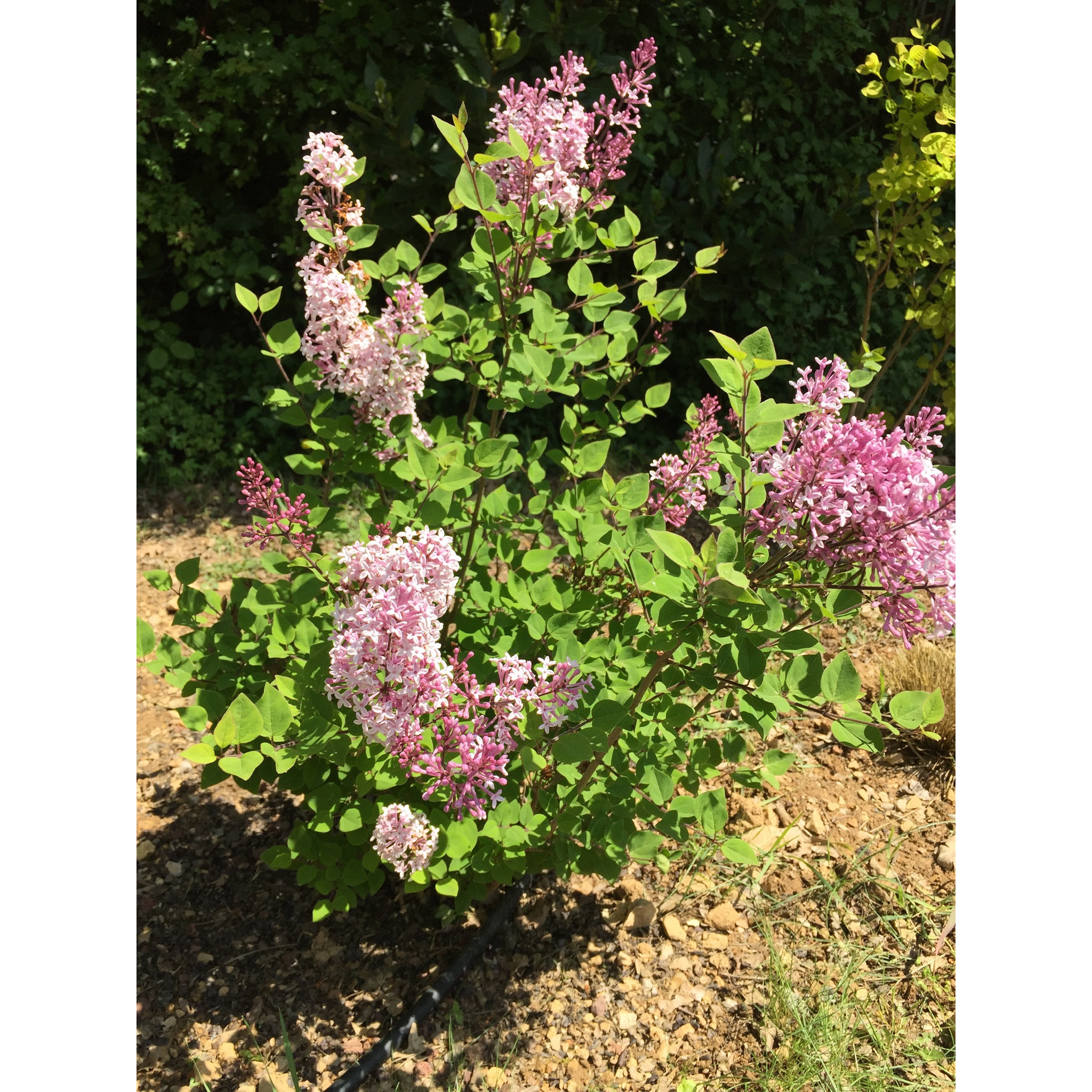 Syringa Bloomerang Pink Perfume - Perpetual hybrid lilac, soft pink.