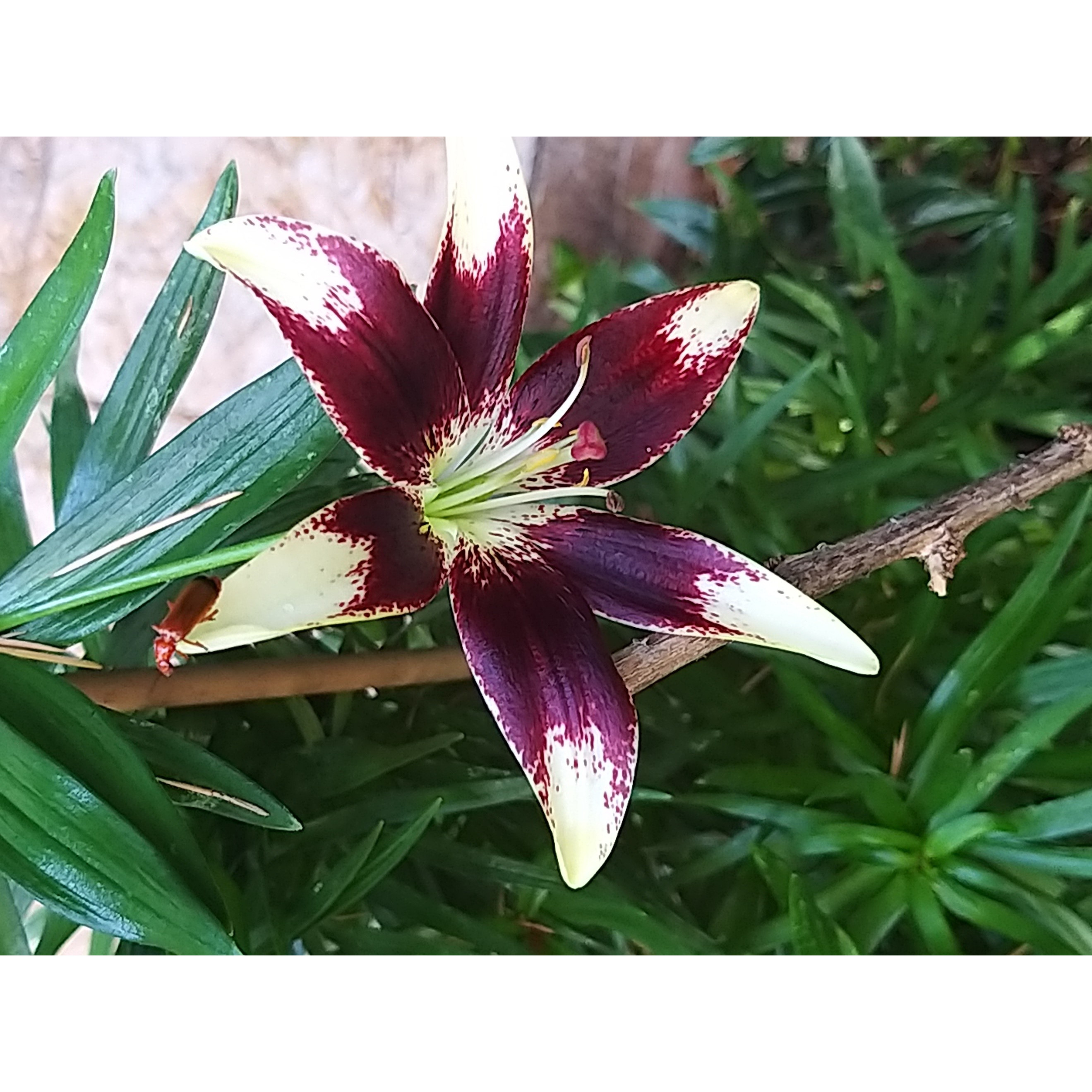 Lilium Netty's Pride - Asiatic Lily - Hybrid - Bicoloured purple and ...