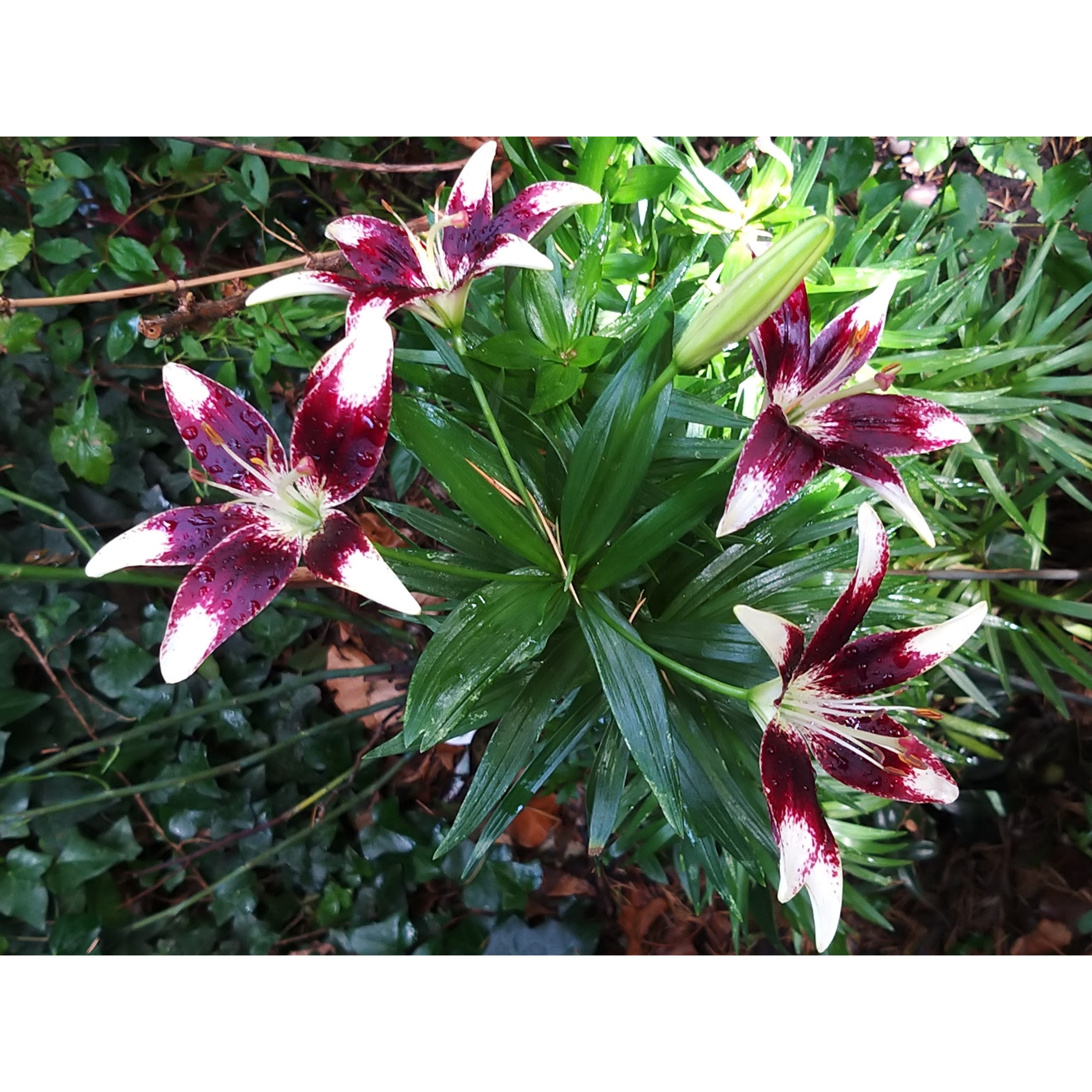 Lilium Netty's Pride - Asiatic Lily - Hybrid - Bicoloured purple and ...