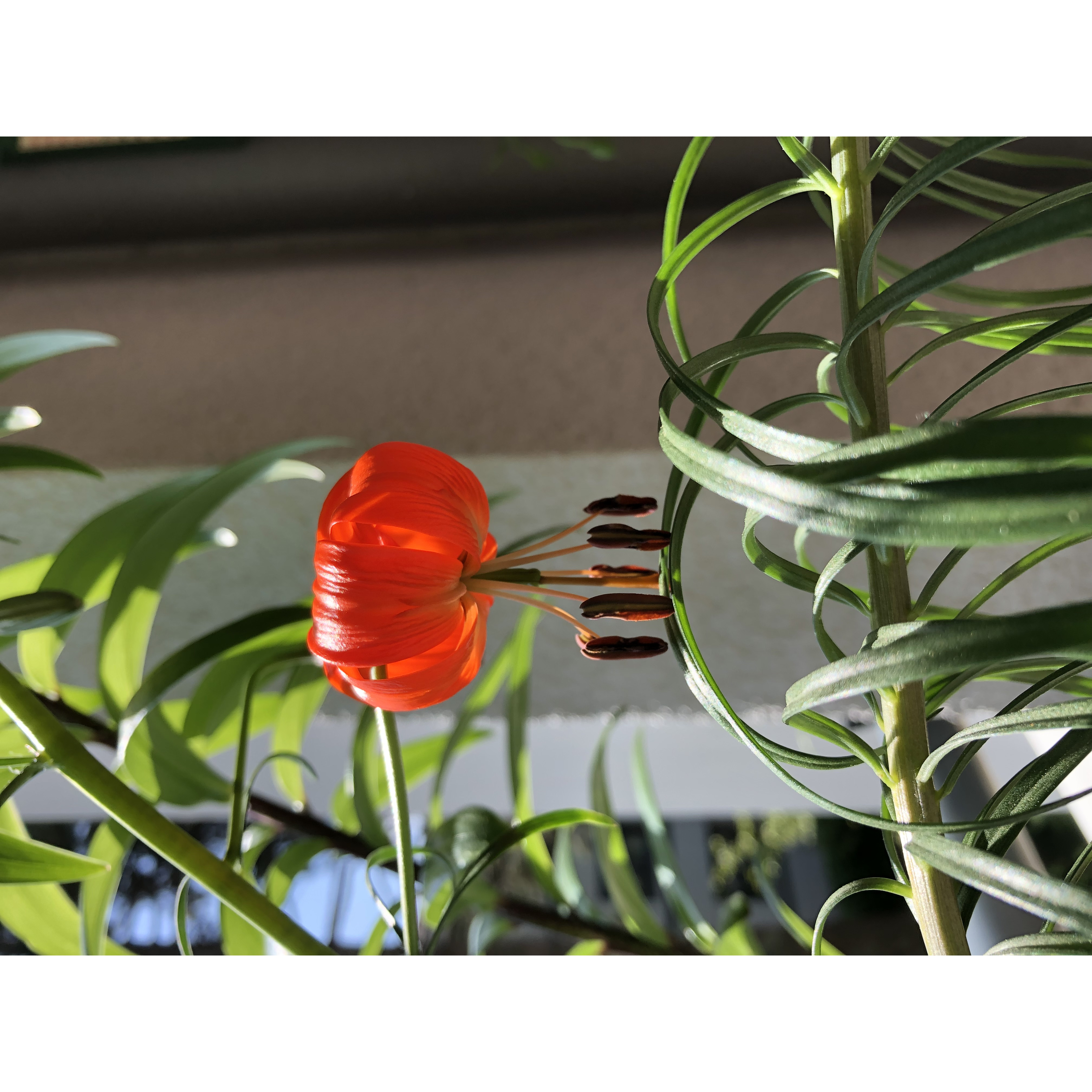 Lilium pumilum - Lilium tenuifolium - Coral Lily - A species with ...