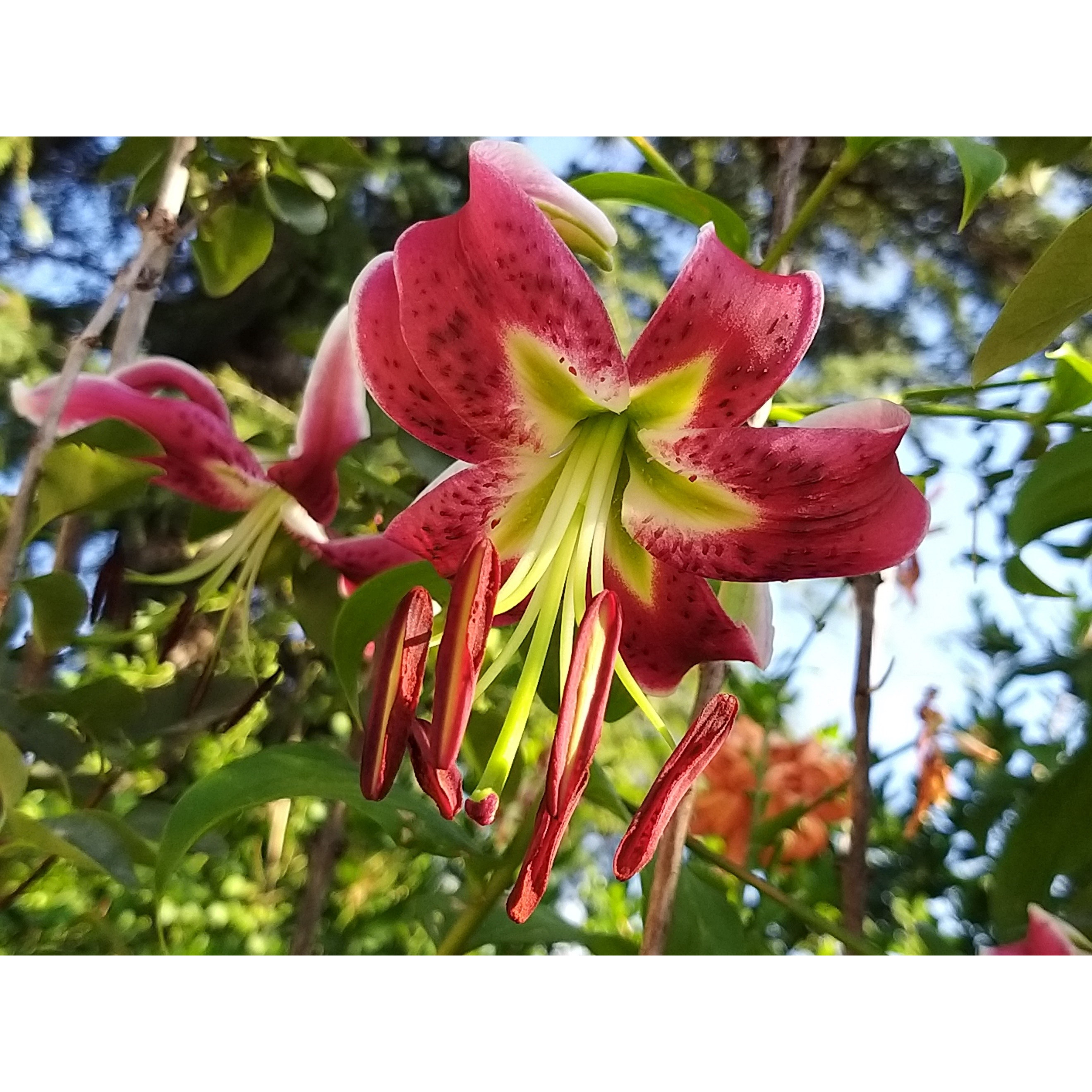 Lilium speciosum var. rubrum Uchida - Rose-scented botanical lily.