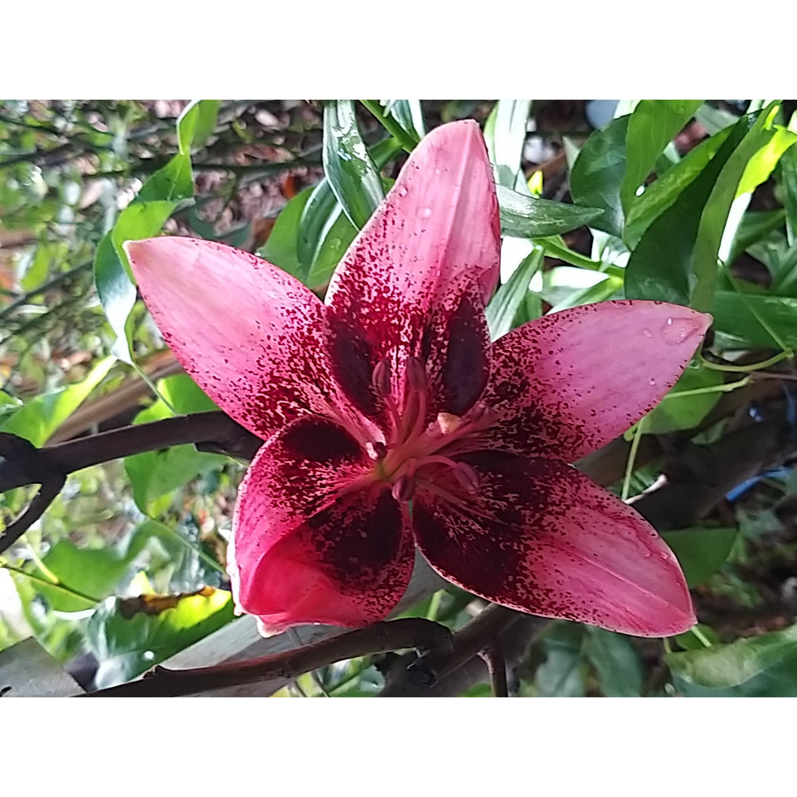 Lilium Purple Eye - Asiatic Lily Hybrid - Spectacular flowers with a ...