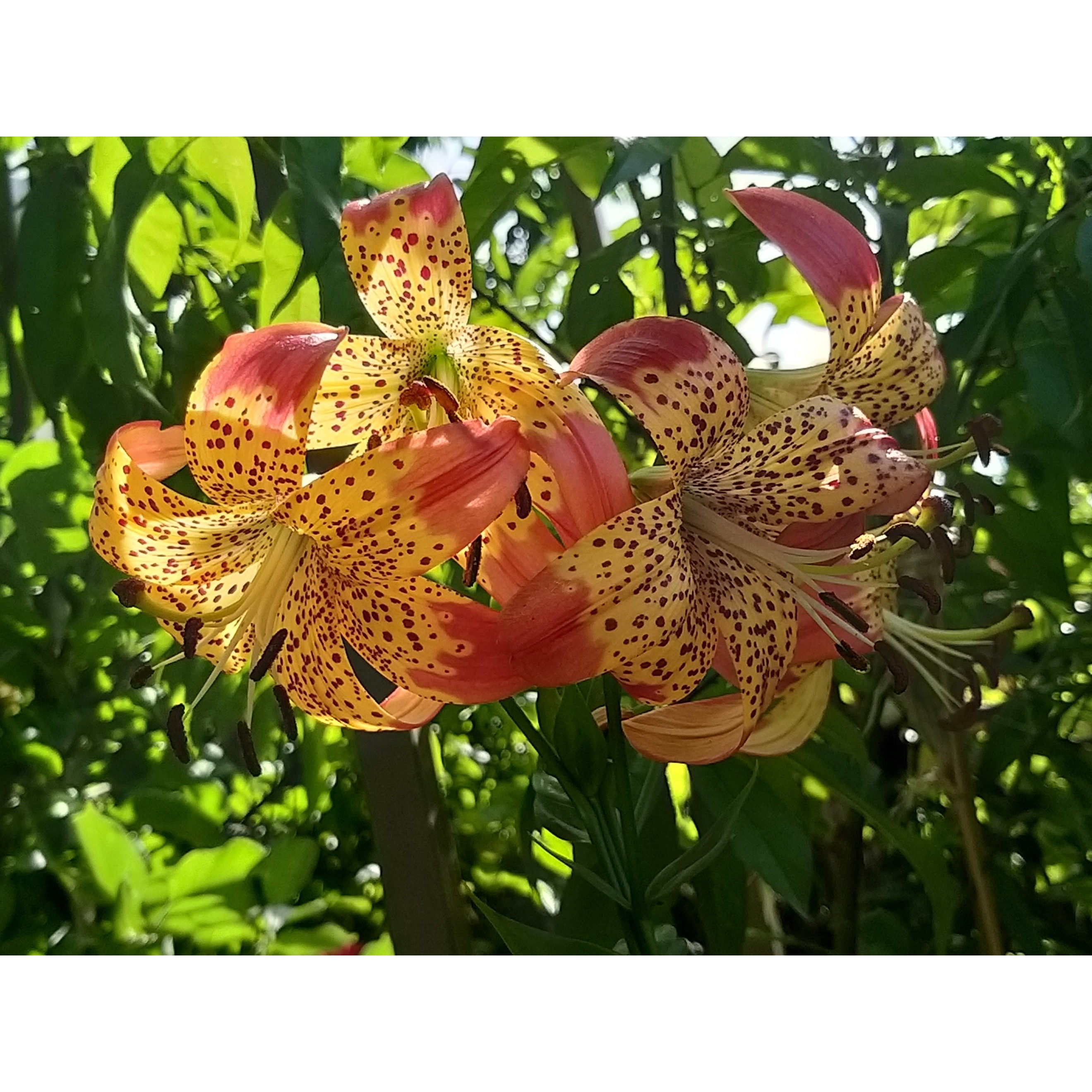 Lilium Fusion Hybrid Lily - with yellow petals speckled with brown and ...
