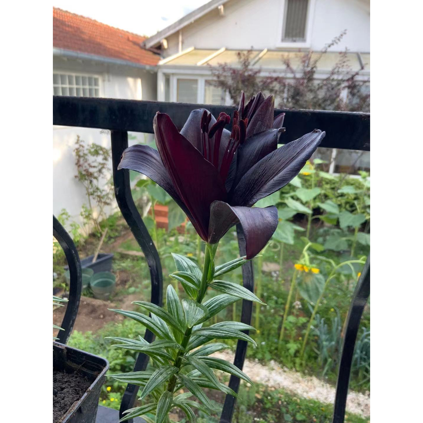 Lilium Night Flyer hybrid lily