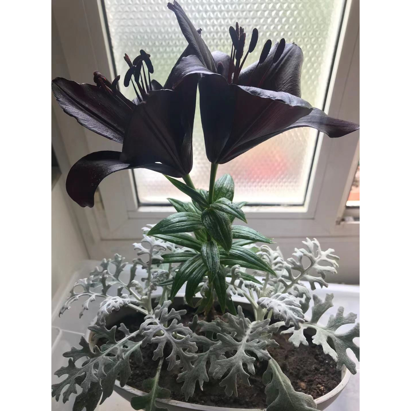 Lilium Night Flyer hybrid lily