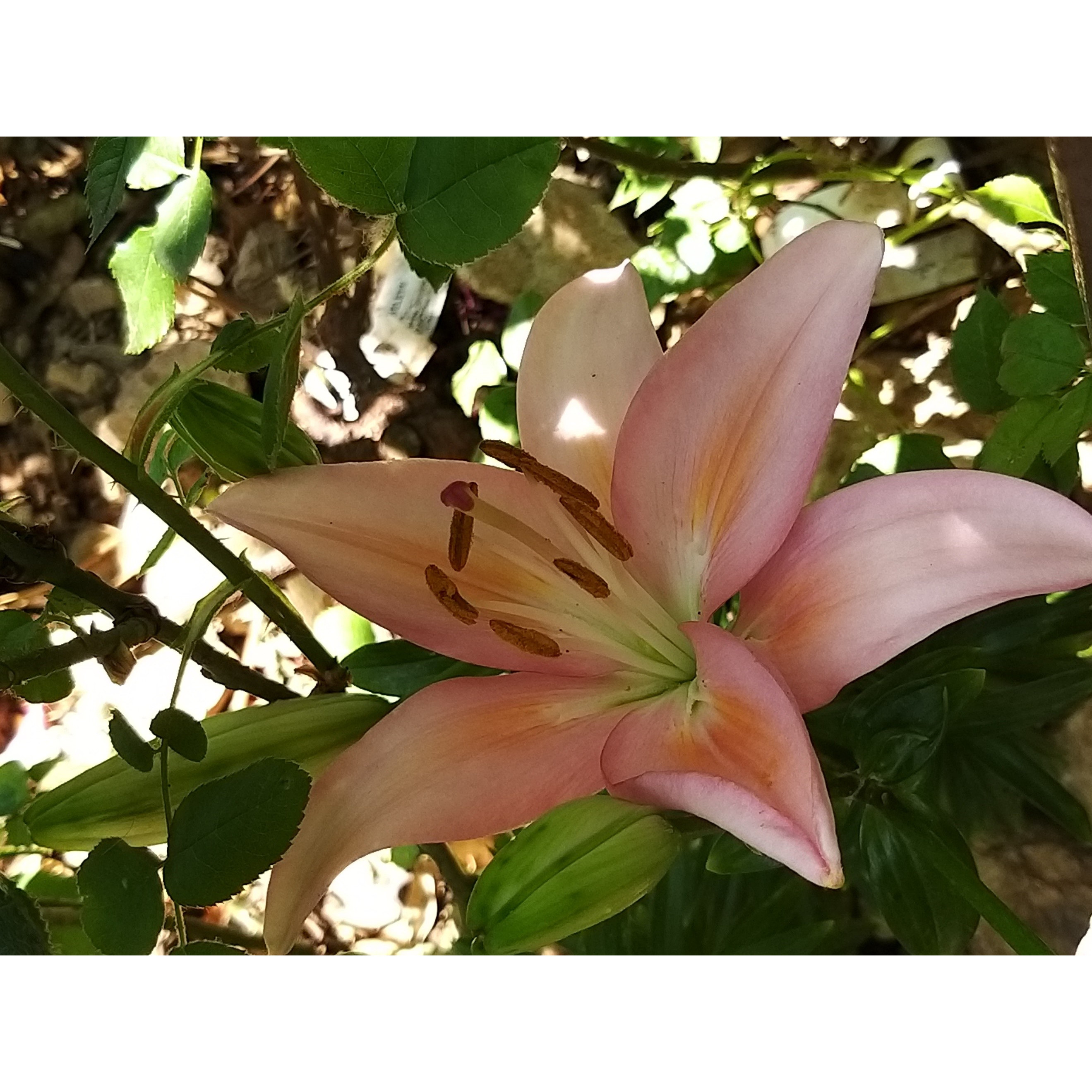 Lilium Pink Pixie - Asiatic Dwarf Lily - Hybrid - Dwarf variety with ...