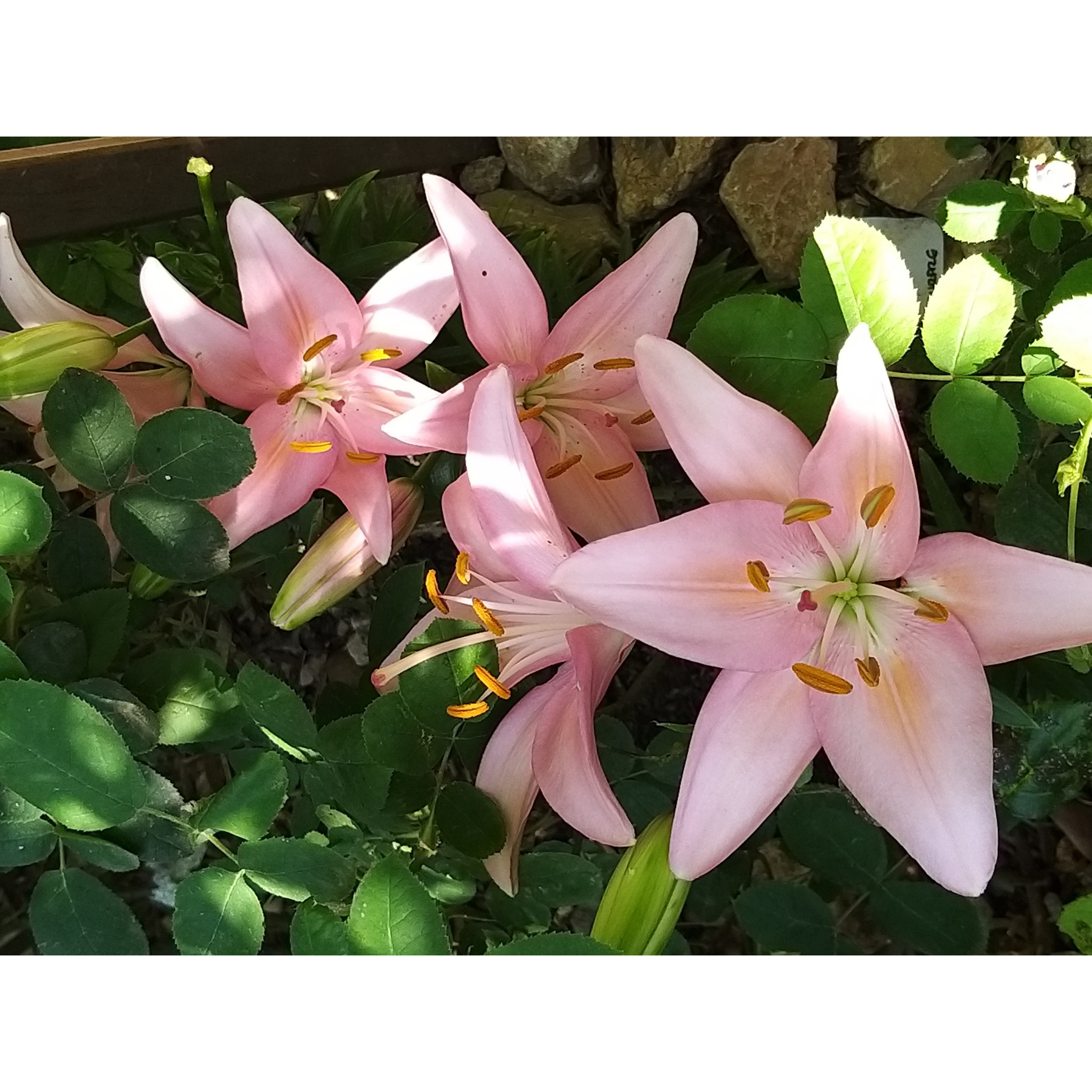 Lilium Pink Pixie - Asiatic Dwarf Lily - Hybrid - Dwarf variety with ...