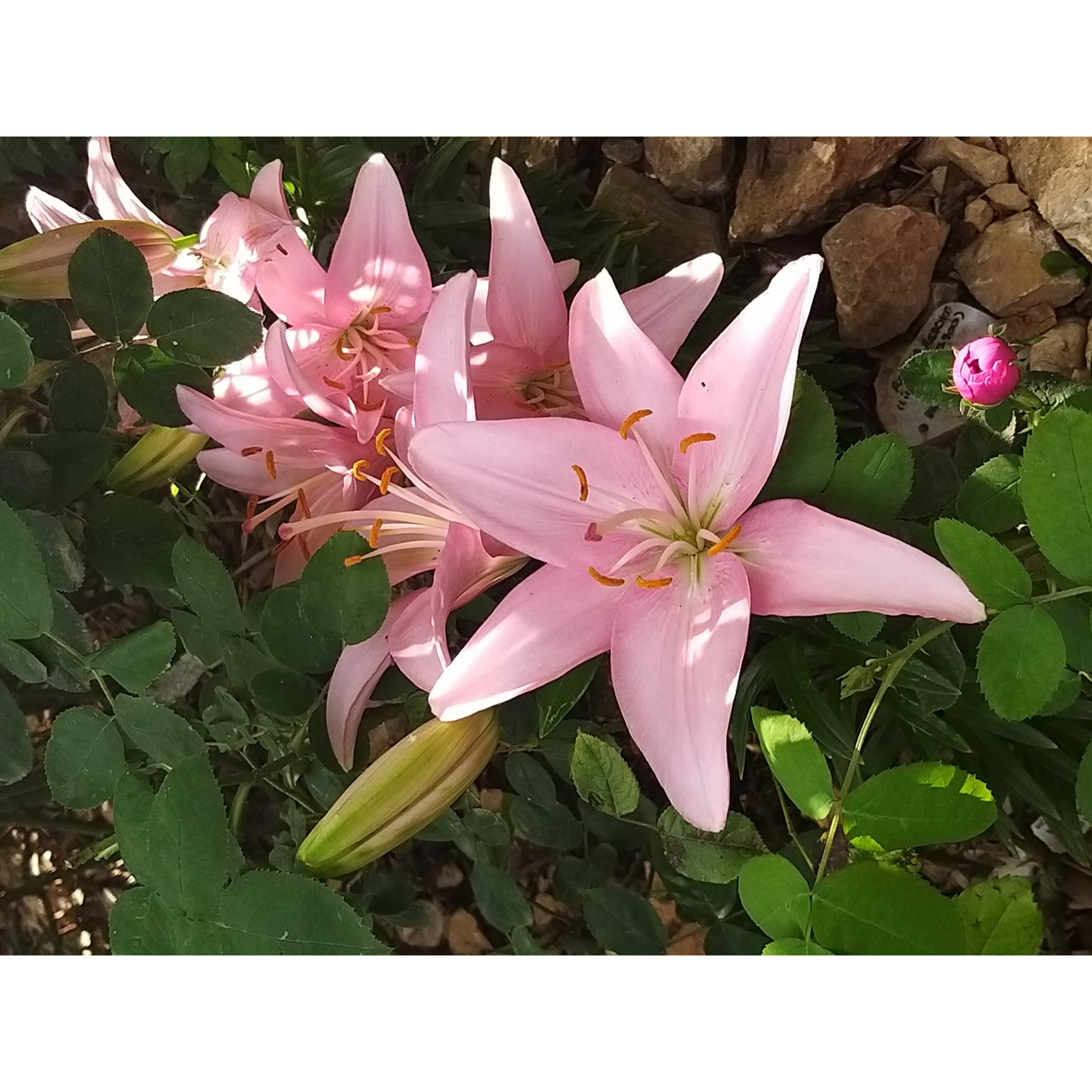 Lilium Pink Pixie - Asiatic Dwarf Lily - Hybrid - Dwarf variety with ...