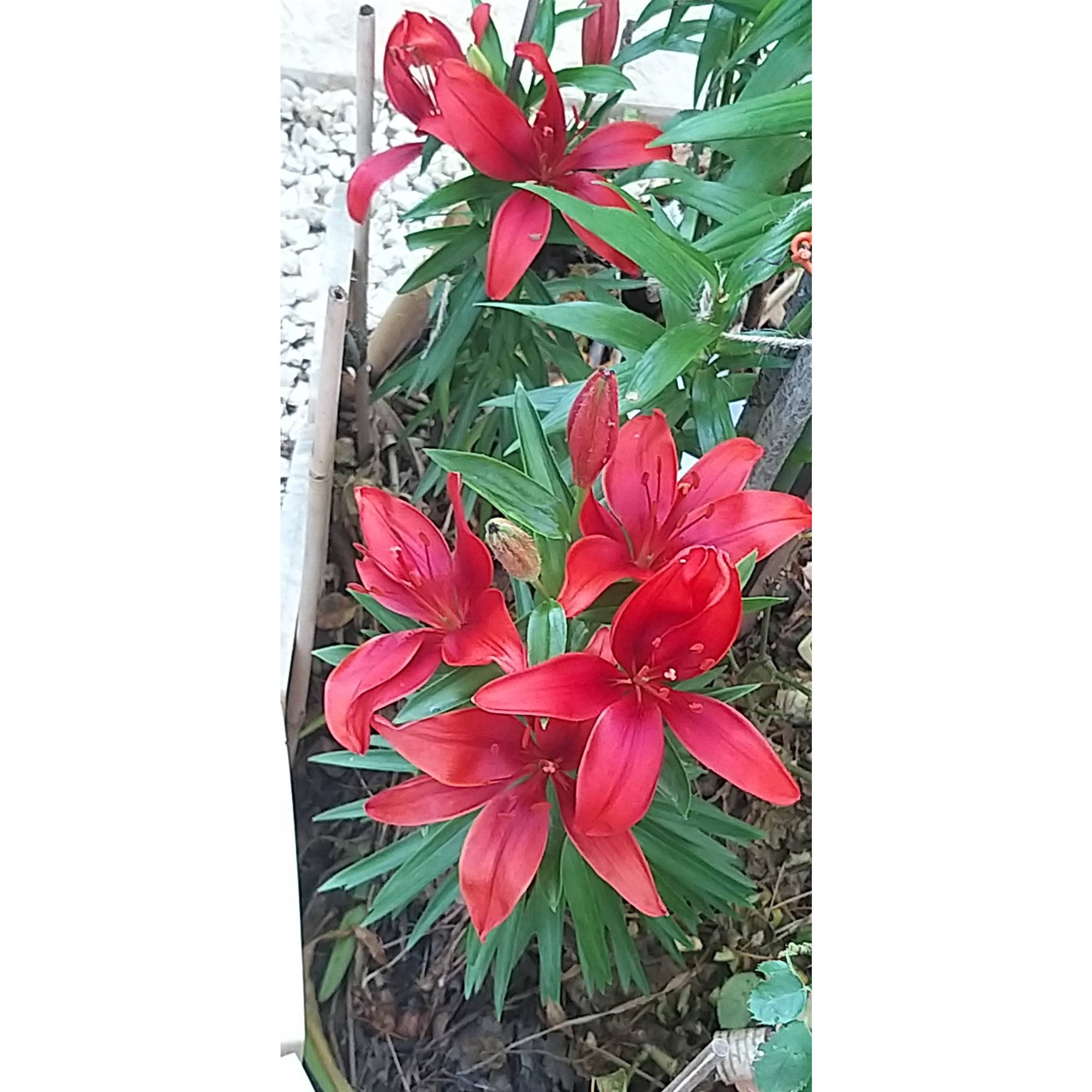 Lilium Crimson Pixie - Dwarf Asiatic lily, with crimson red flowers.