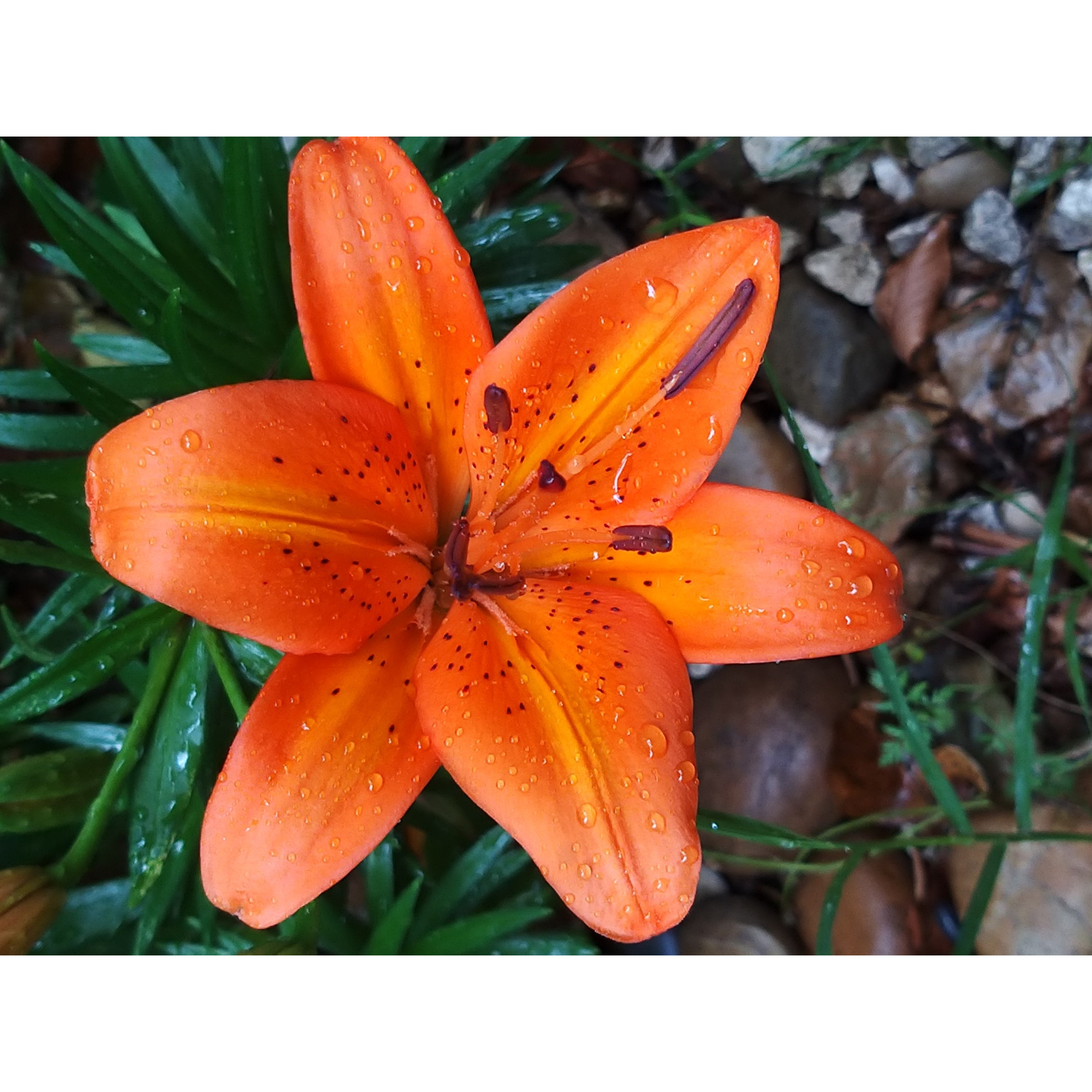 Lilium Orange Pixie - Dwarf Asiatic Lily, with pure orange flowers.