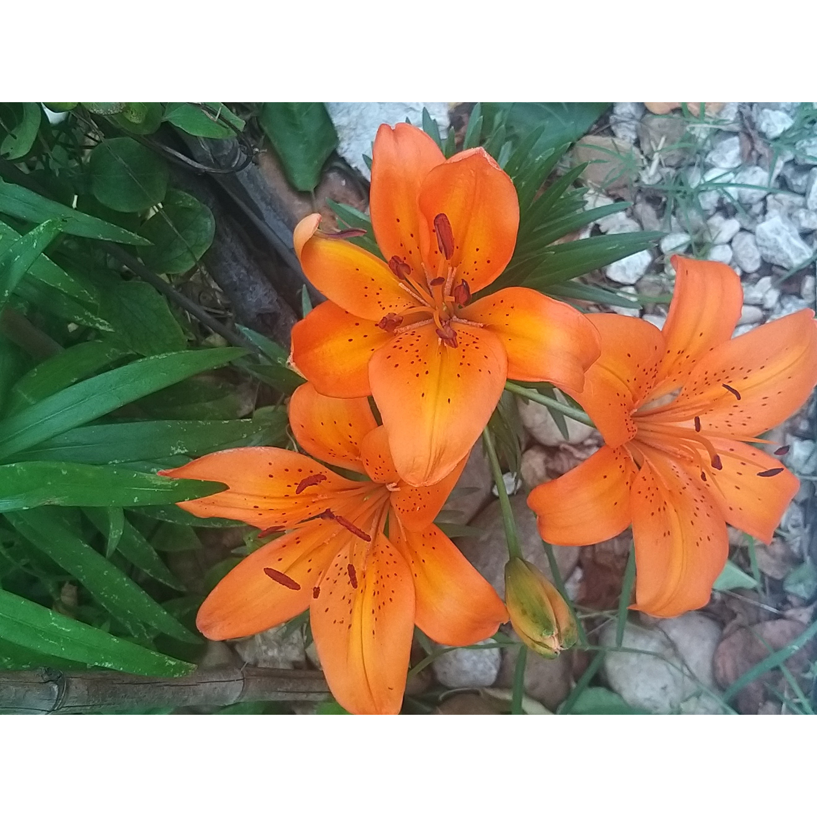 Lilium Orange Pixie - Dwarf Asiatic Lily, with pure orange flowers.