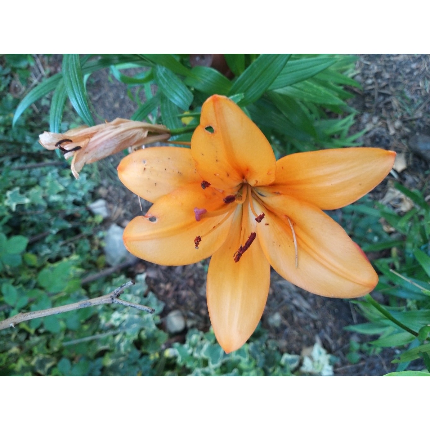 Lilium Orange Pixie - Dwarf Asiatic Lily, with pure orange flowers.