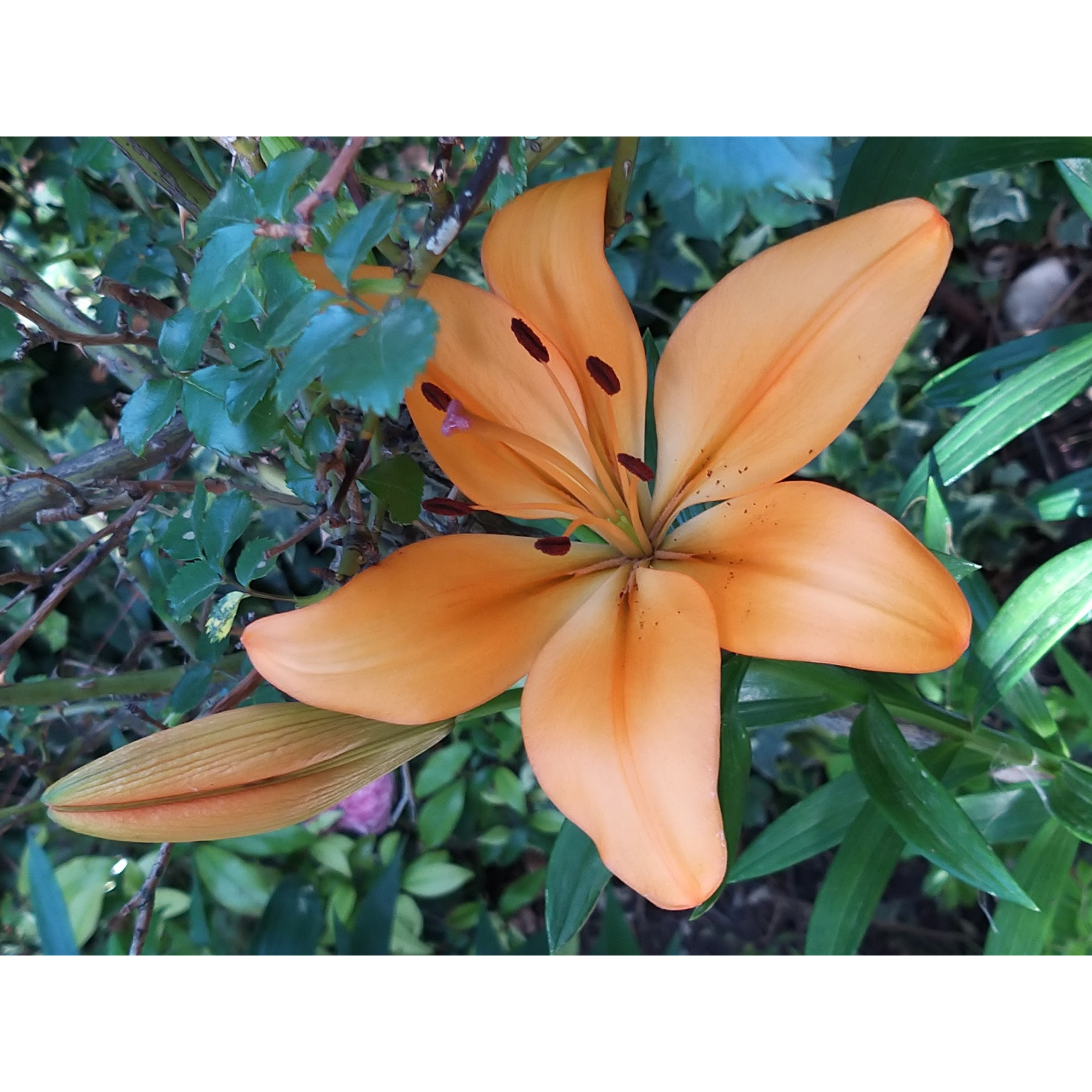 Lilium Orange Pixie - Dwarf Asiatic Lily, with pure orange flowers.