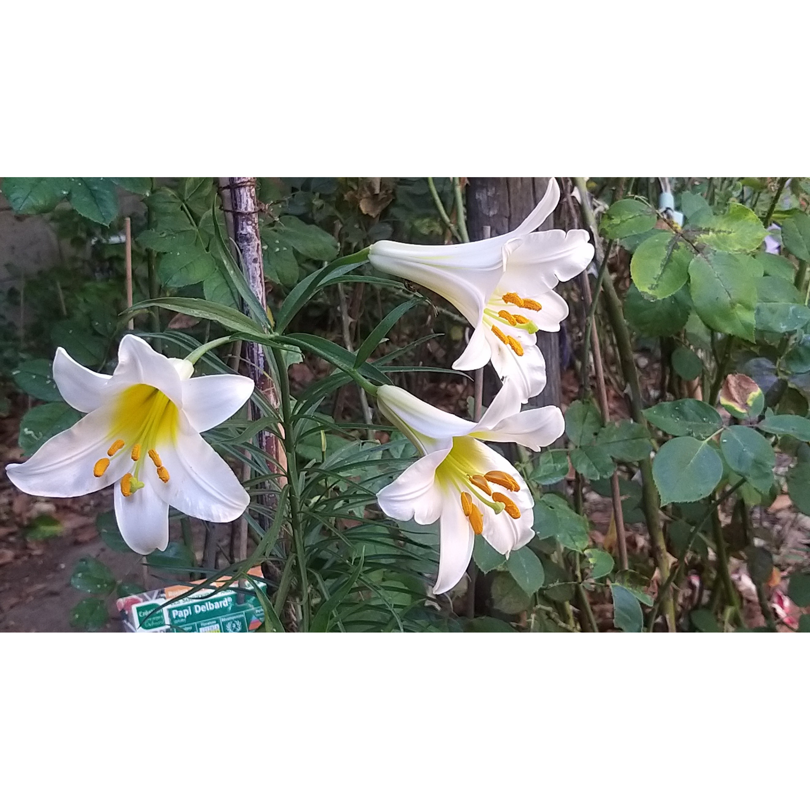 Lilium regale Album - White Royal Lily - Trumpet Lily - The white form of the botanic species ...