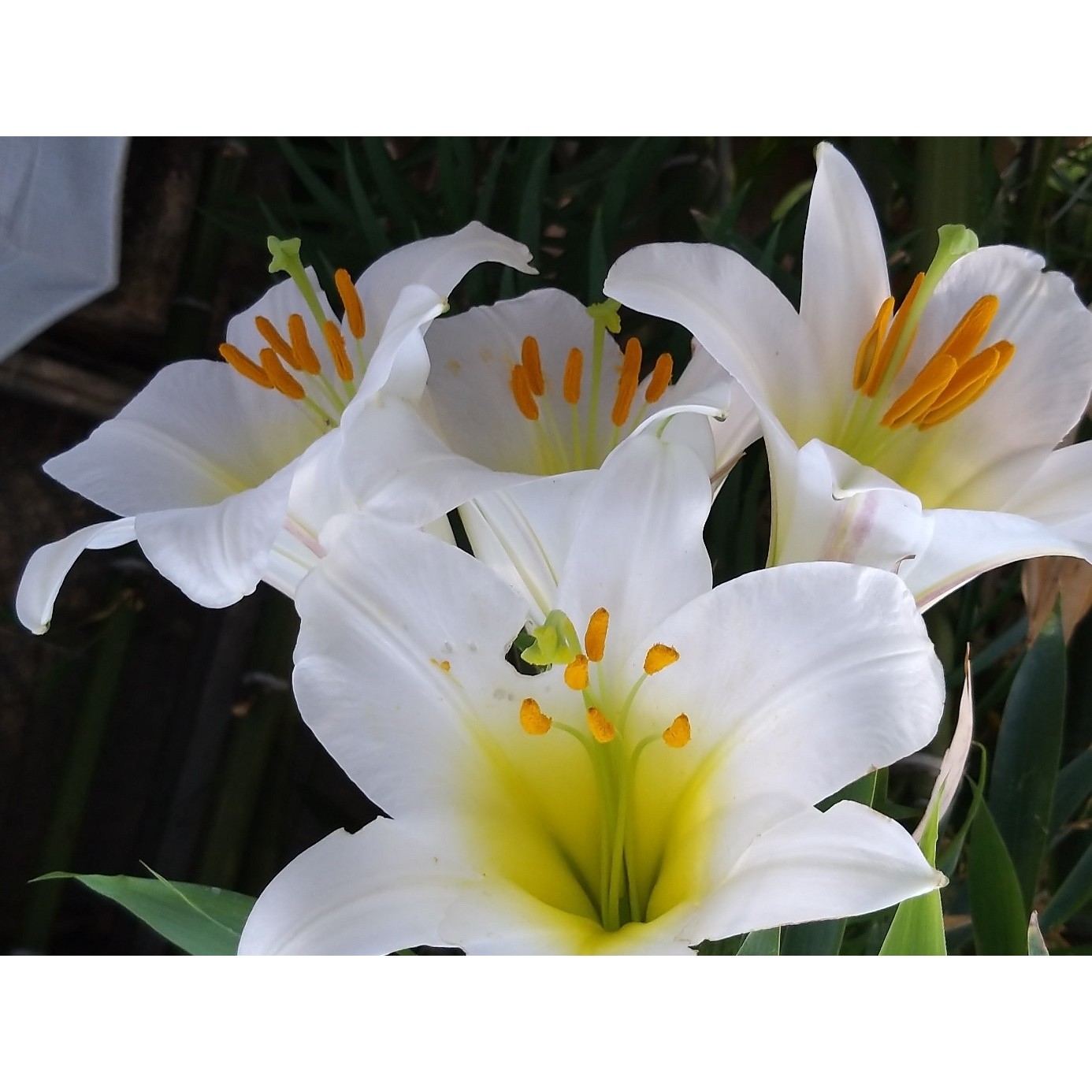 Lilium regale - Royal Lily - Botanical Lily - large trumpet-shaped ...