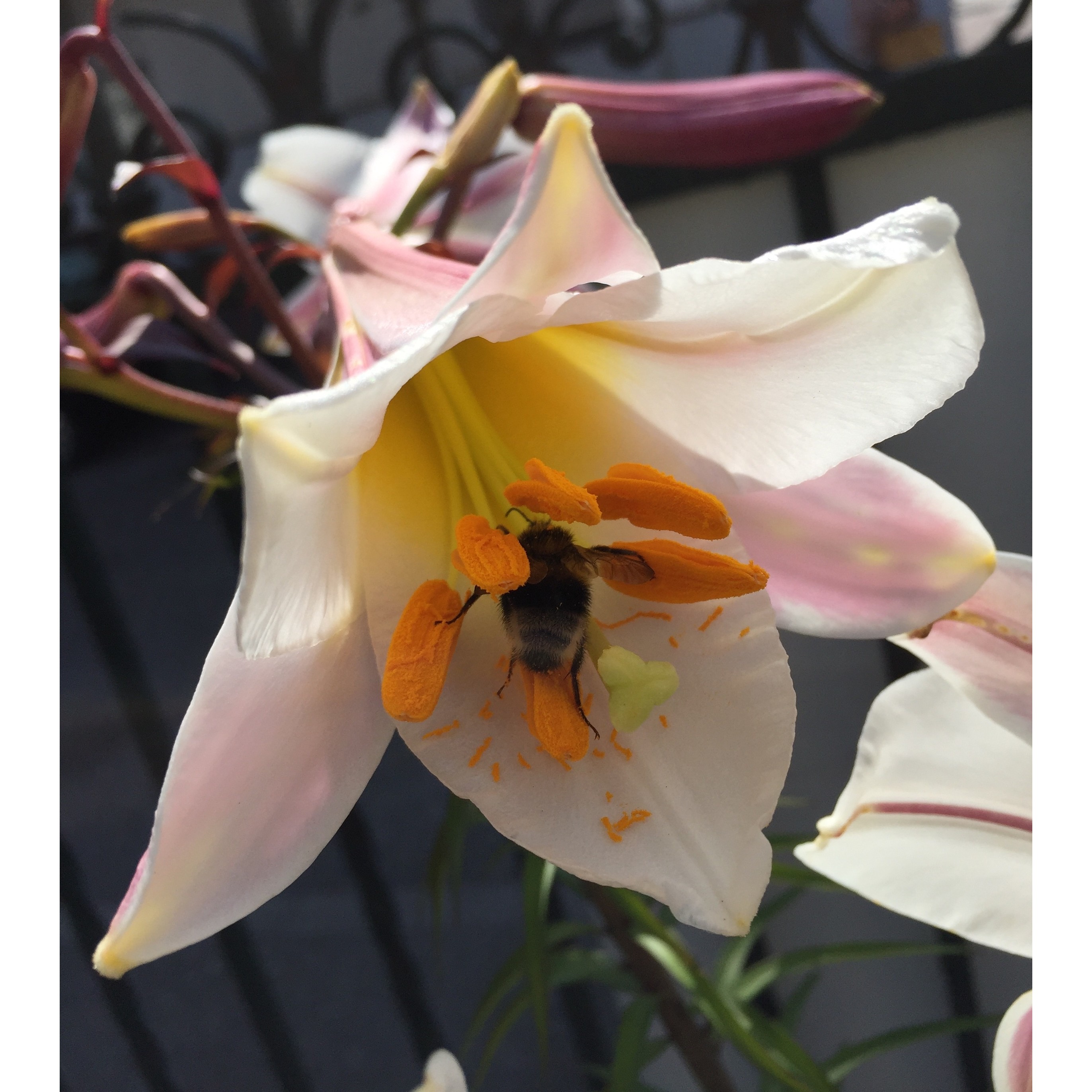 Lilium regale - Royal Lily - Botanical Lily - large trumpet-shaped ...